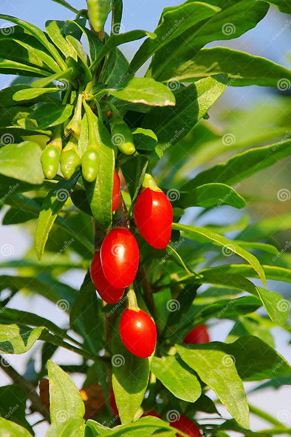Goji berry stock image. Image of berry, fruit, goji, plant - 22688811