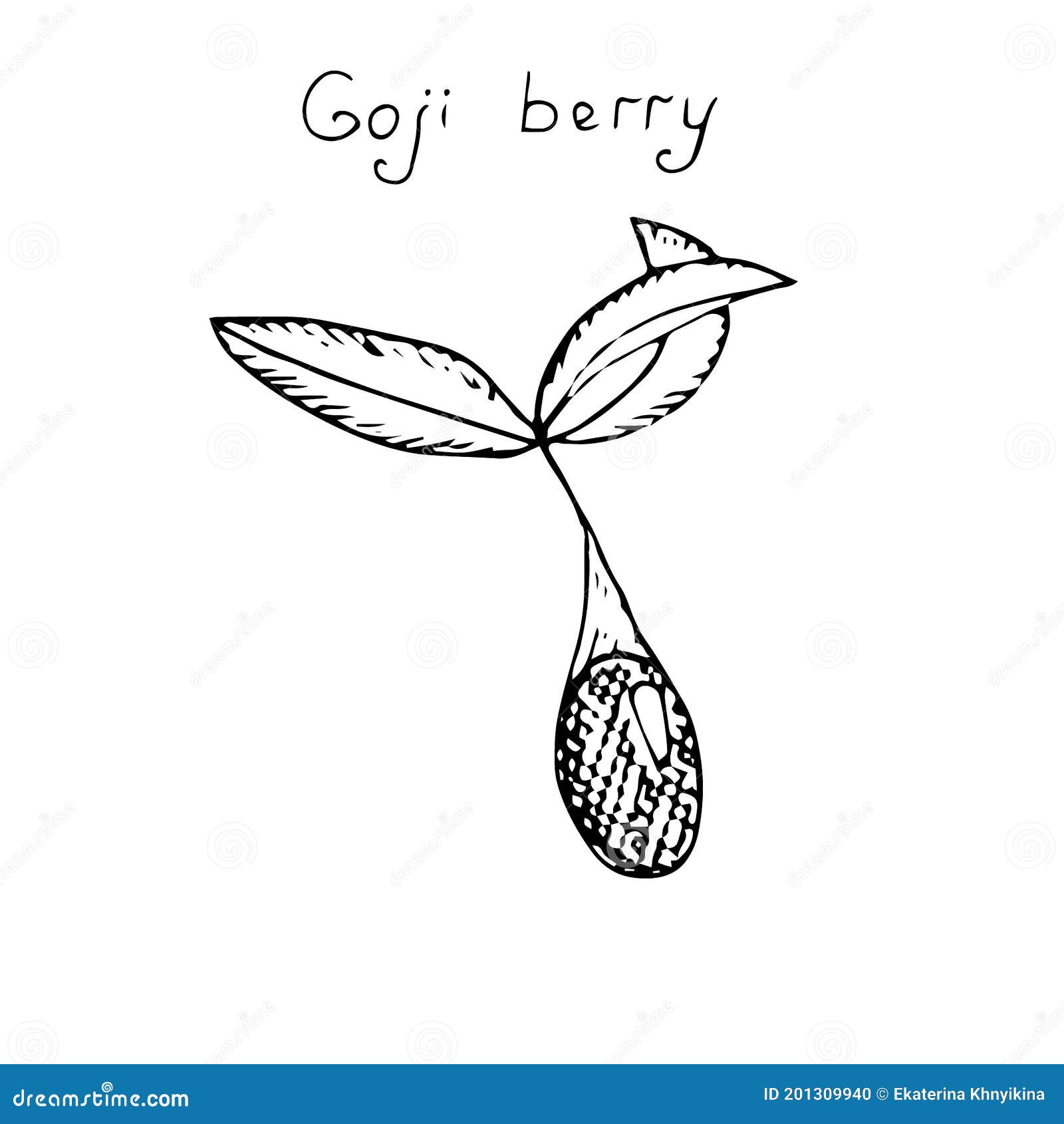 Goji Berry with Leaves, Vector Illustration, Sketch Stock Illustration ...