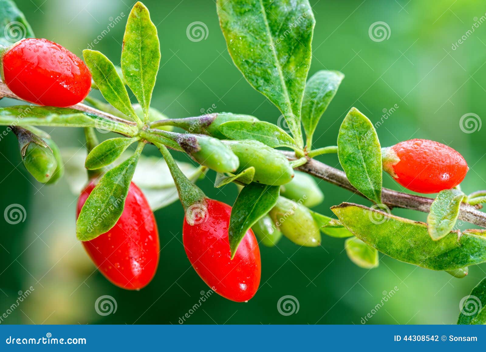 Goji berry stock photo. Image of goji, solanaceae, berries - 44308542