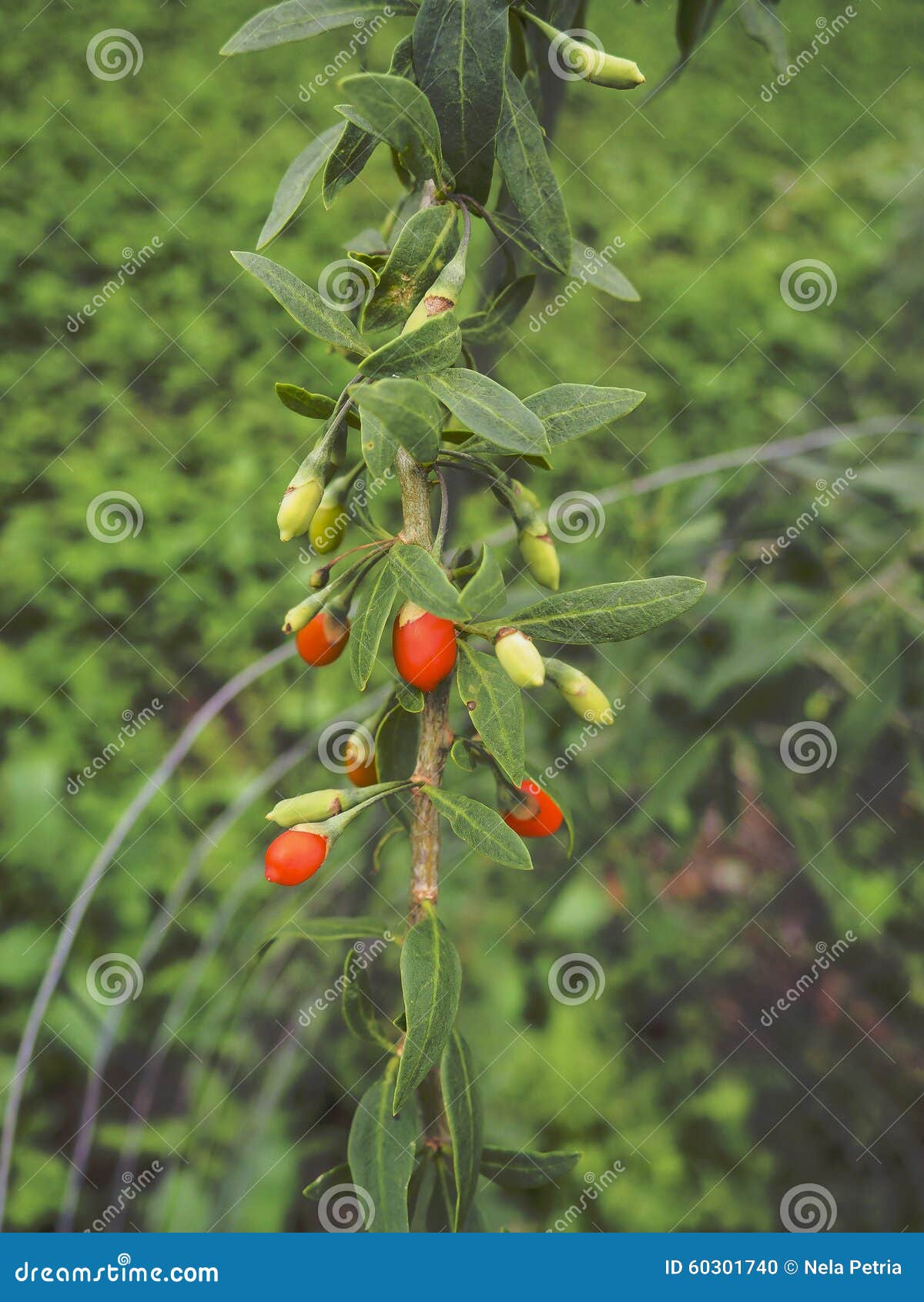 Goji branch stock photo. Image of growth, chinese, berry - 60301740