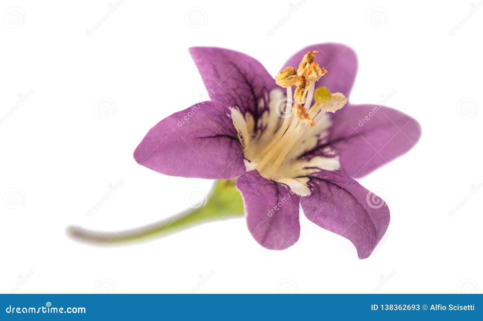 Goji flower stock image. Image of white, lycium, flower - 138362693