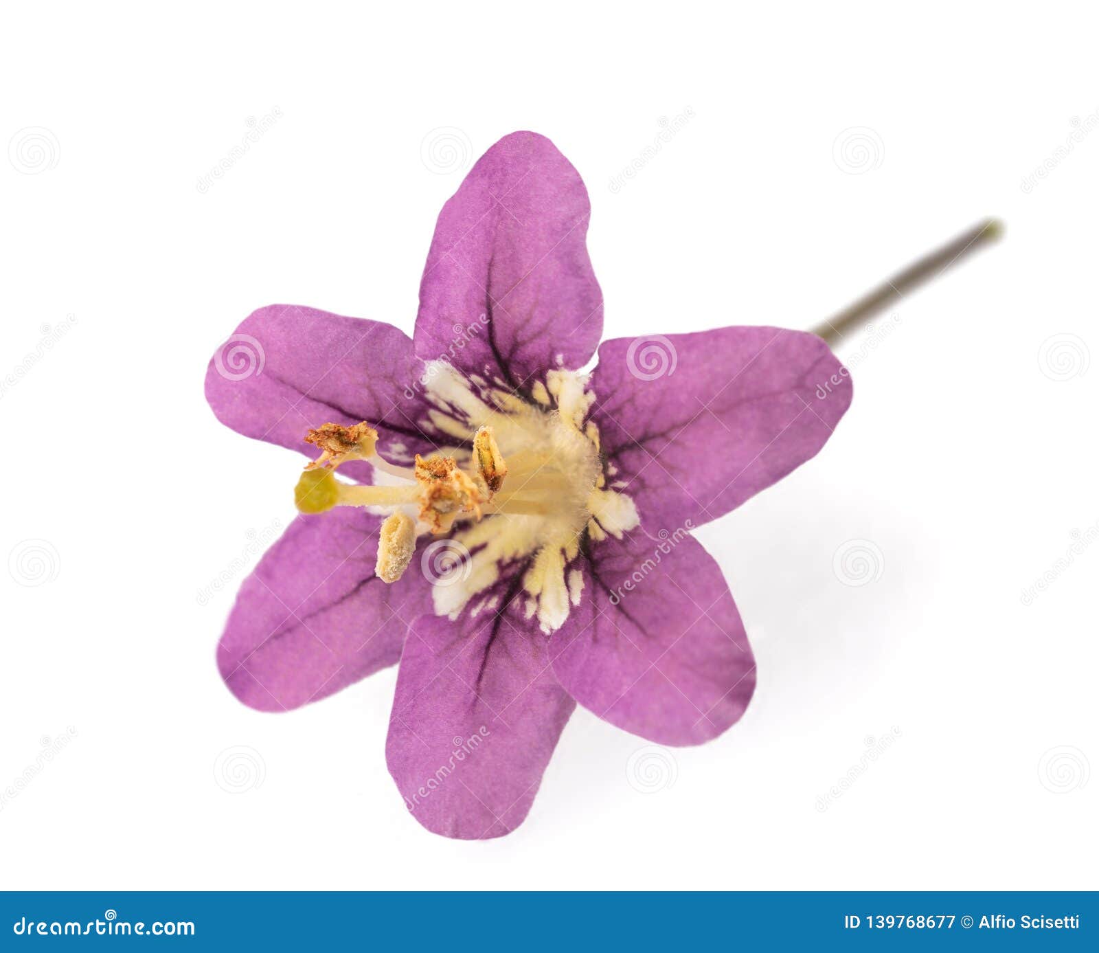 Goji flower stock image. Image of blossom, supplement - 139768677