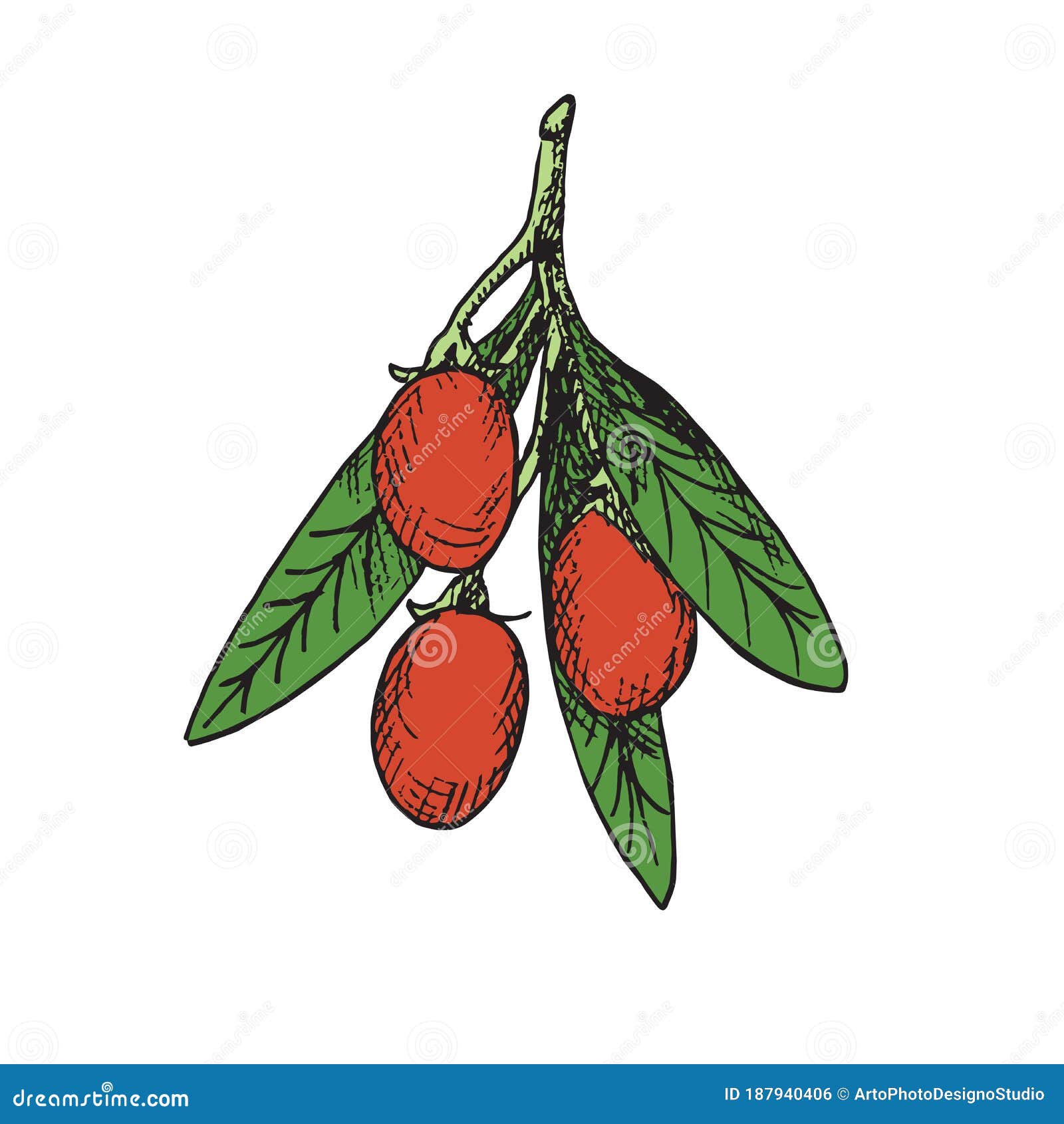 Goji, Hand Drawn Doodle, Sketch, Vector Illustration Stock Vector ...