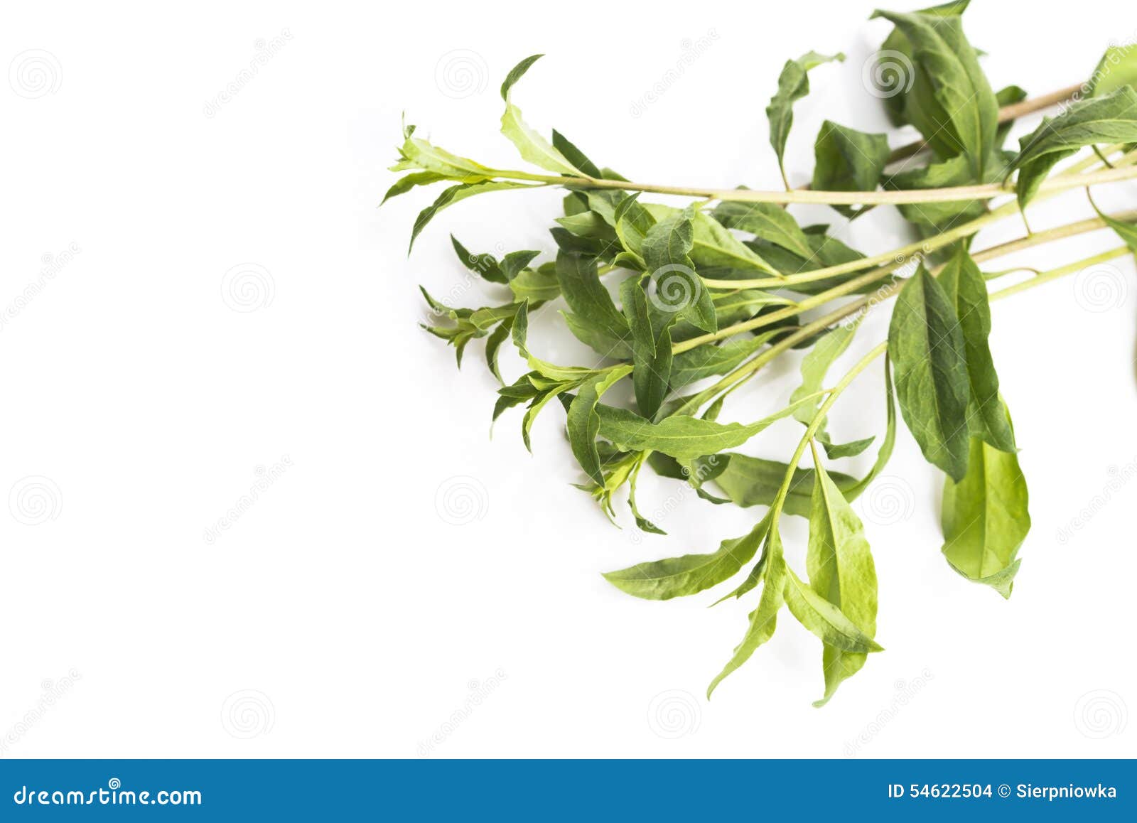Goji leaf stock photo. Image of handful, nutritious, food - 54622504