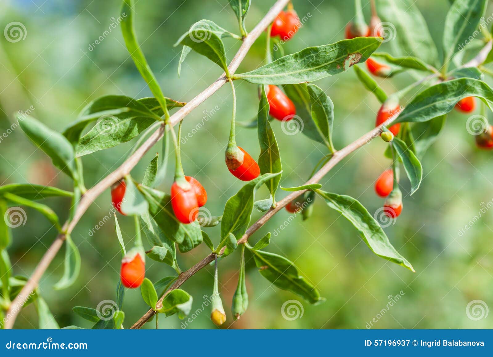 Goji Berry Benefits: Antioxidant & Anti-Inflammatory Superfruit, Even ... Goji Berry Benefits: Antioxidant & Anti-Inflammatory Superfruit, Even ...
