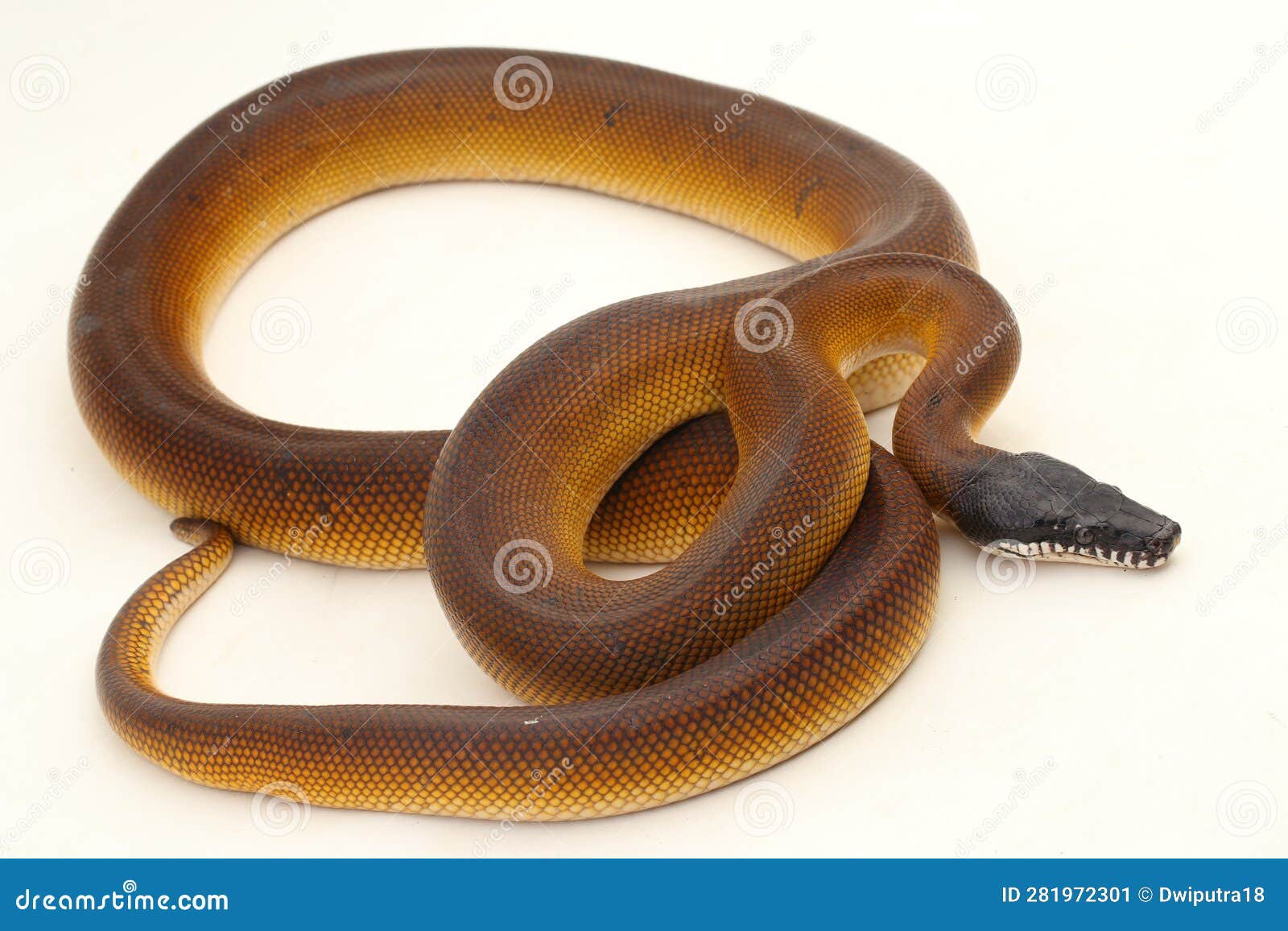 Gold Albertisi, White Lipped Python Snake (Leiopython Albertisi ...