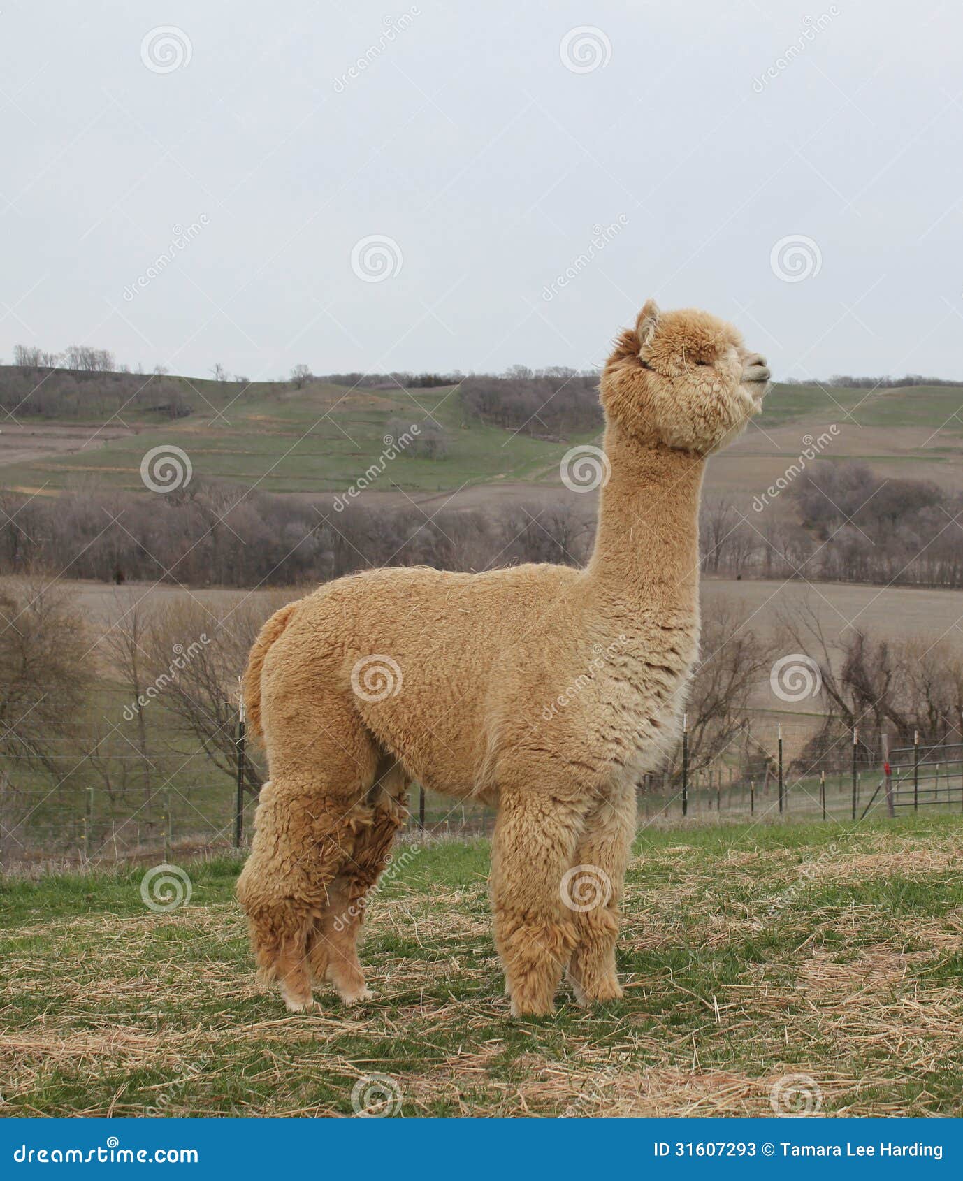 Gold alpaca standing stock image. Image of textile, soft - 31607293
