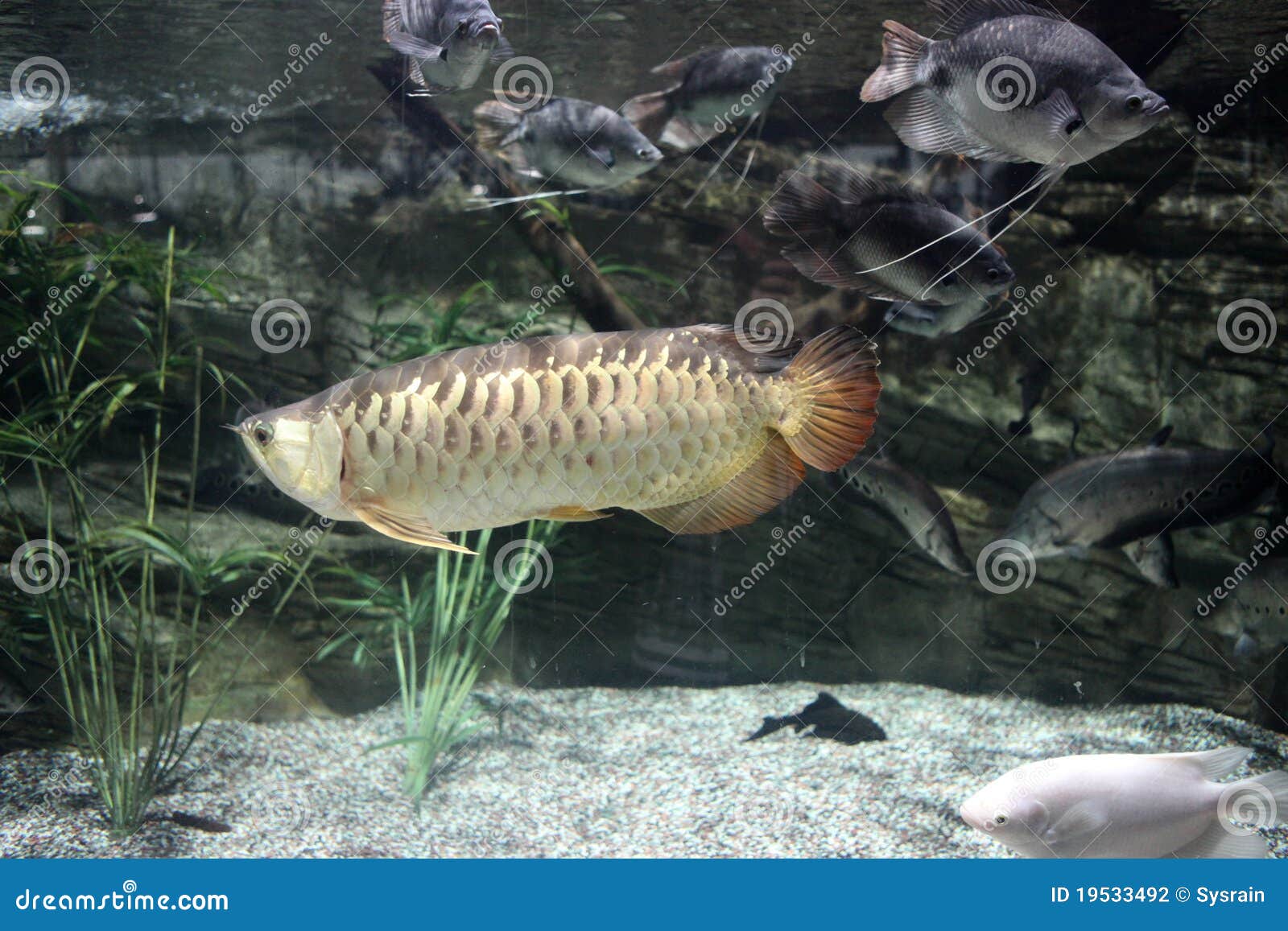 Gold Arowana stock photo. Image of china, fish, power - 19533492