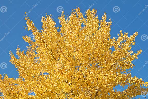 Gold aspen stock image. Image of autumn, leaves, nature - 11186177