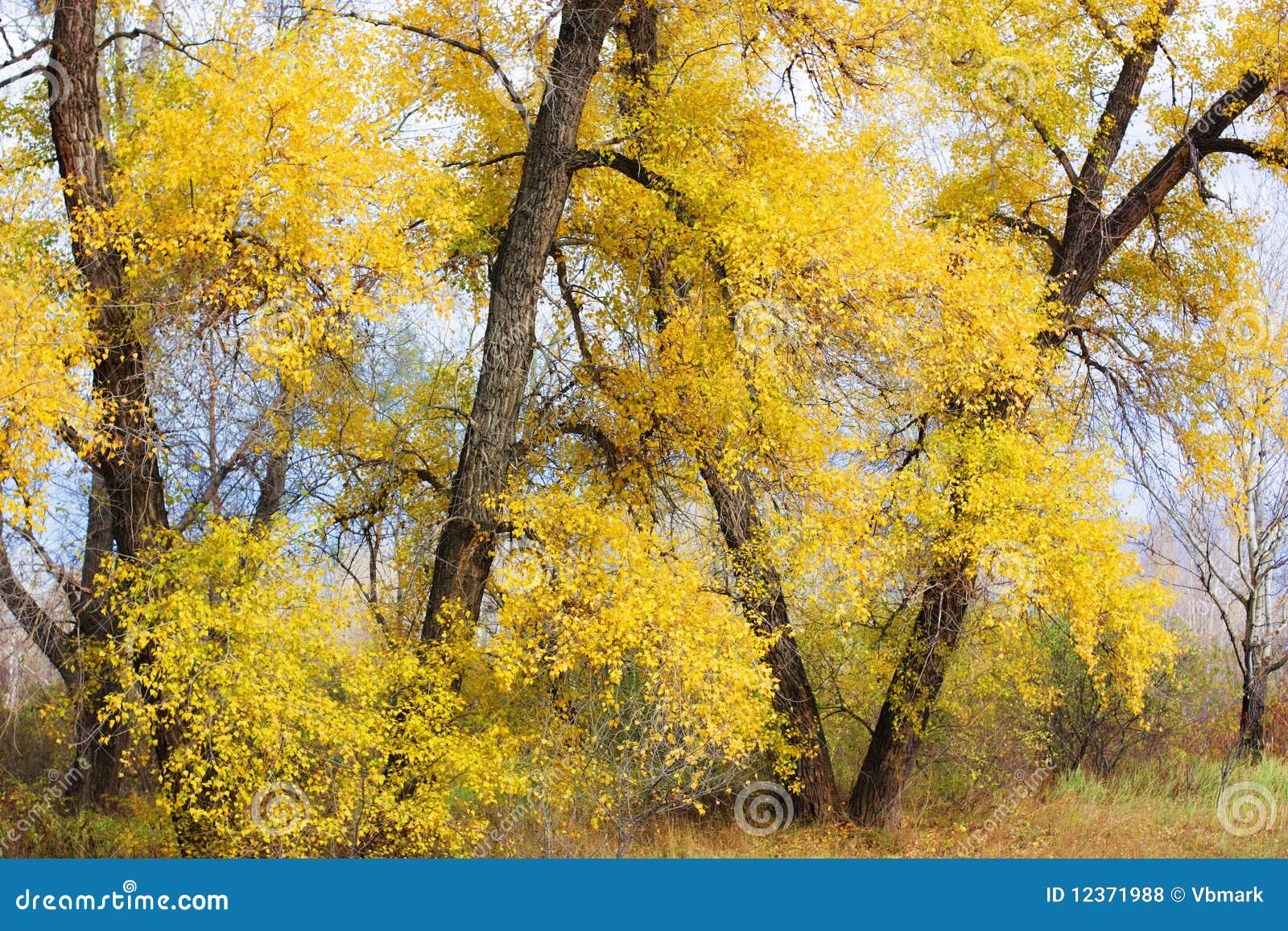 Gold autumn stock photo. Image of tree, beauty, stem - 12371988