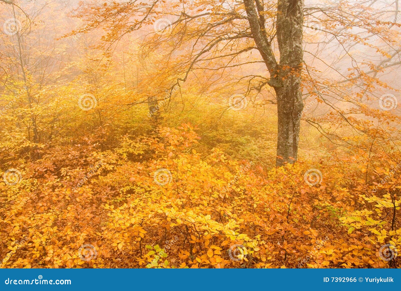 Gold autumn stock photo. Image of nature, travel, landscape - 7392966