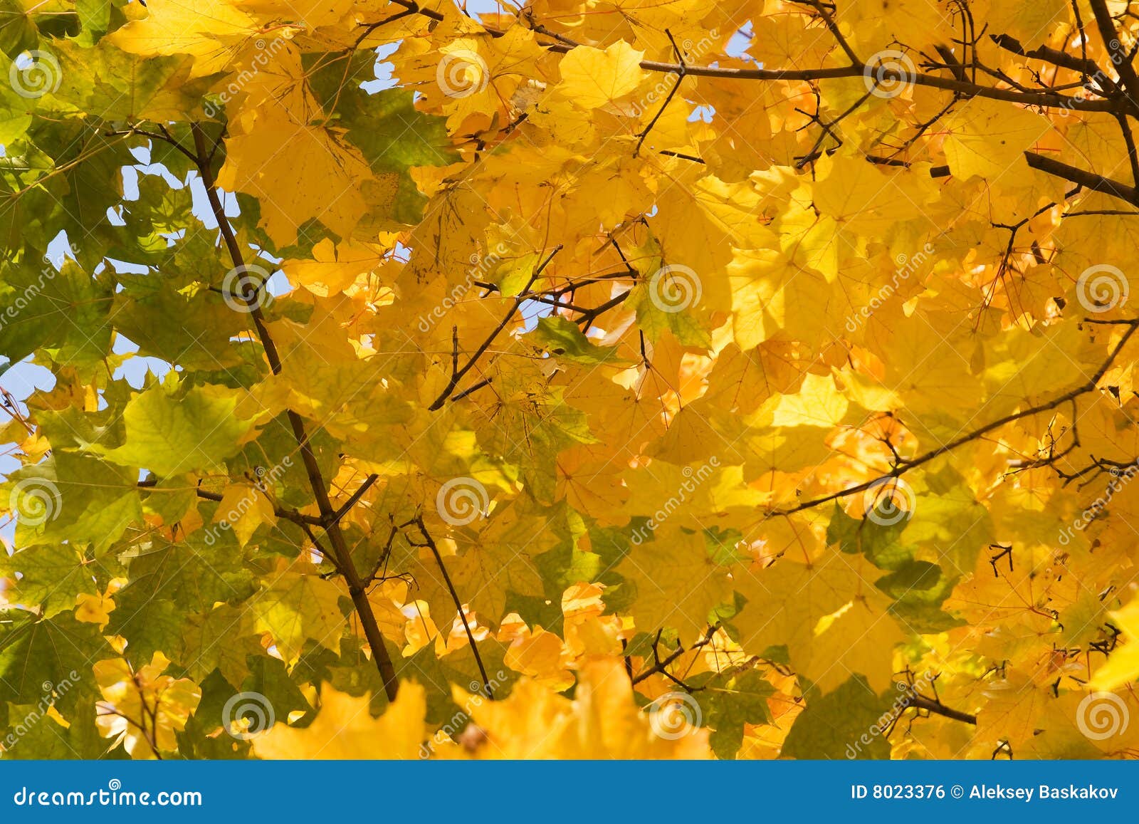 Gold autumn stock photo. Image of branch, forest, autumn - 8023376