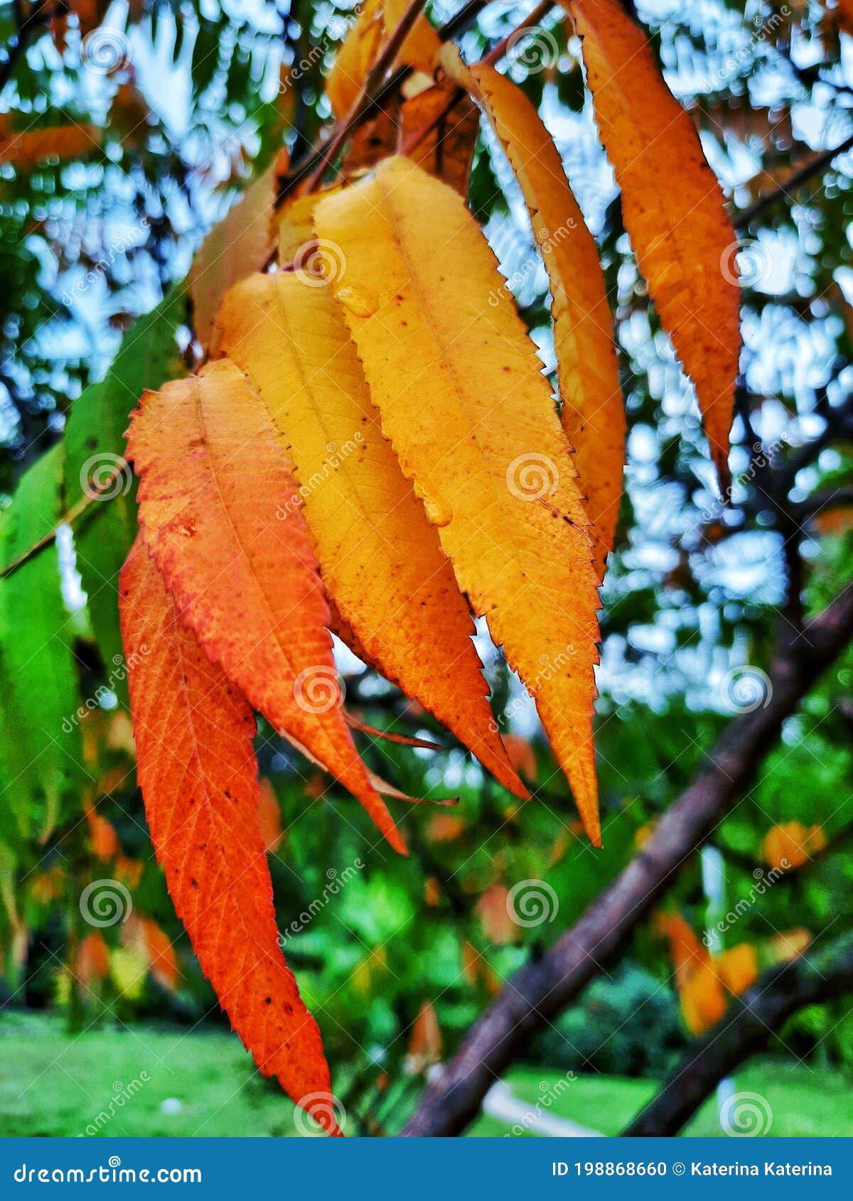 Gold Autumn, Leaves and Leaves Stock Photo - Image of tree, flower ...