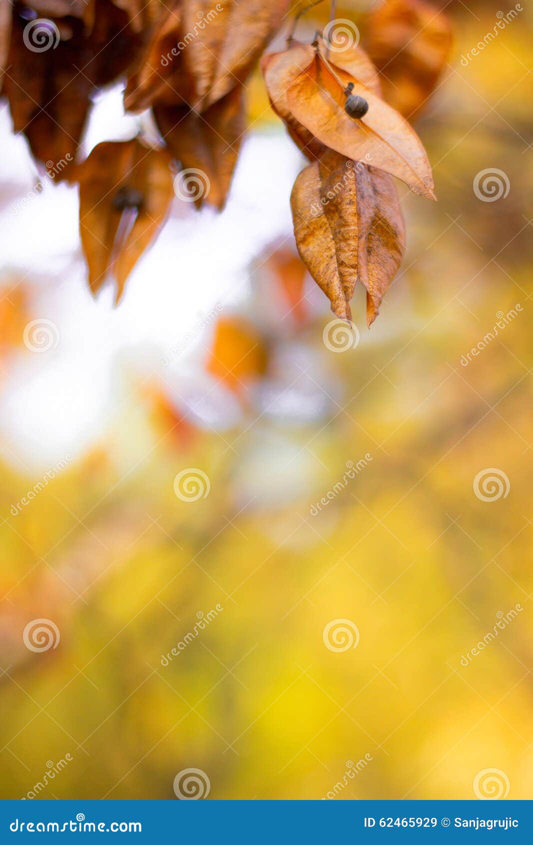 Gold Autumn Leaves Background Stock Image - Image of beauty, forest ...
