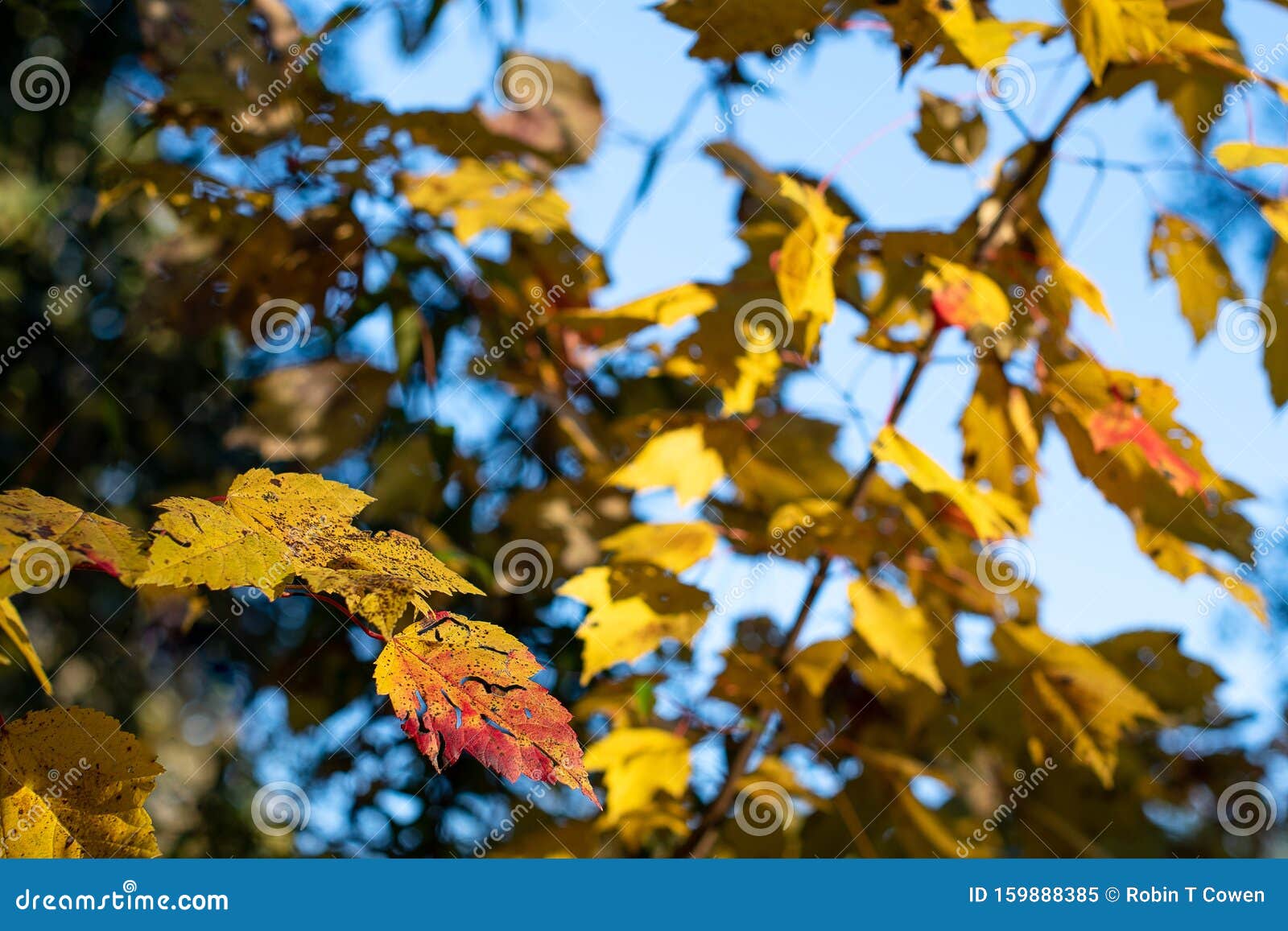 Gold Autumn Leaves with a Blue Sky Background Stock Image - Image of ...