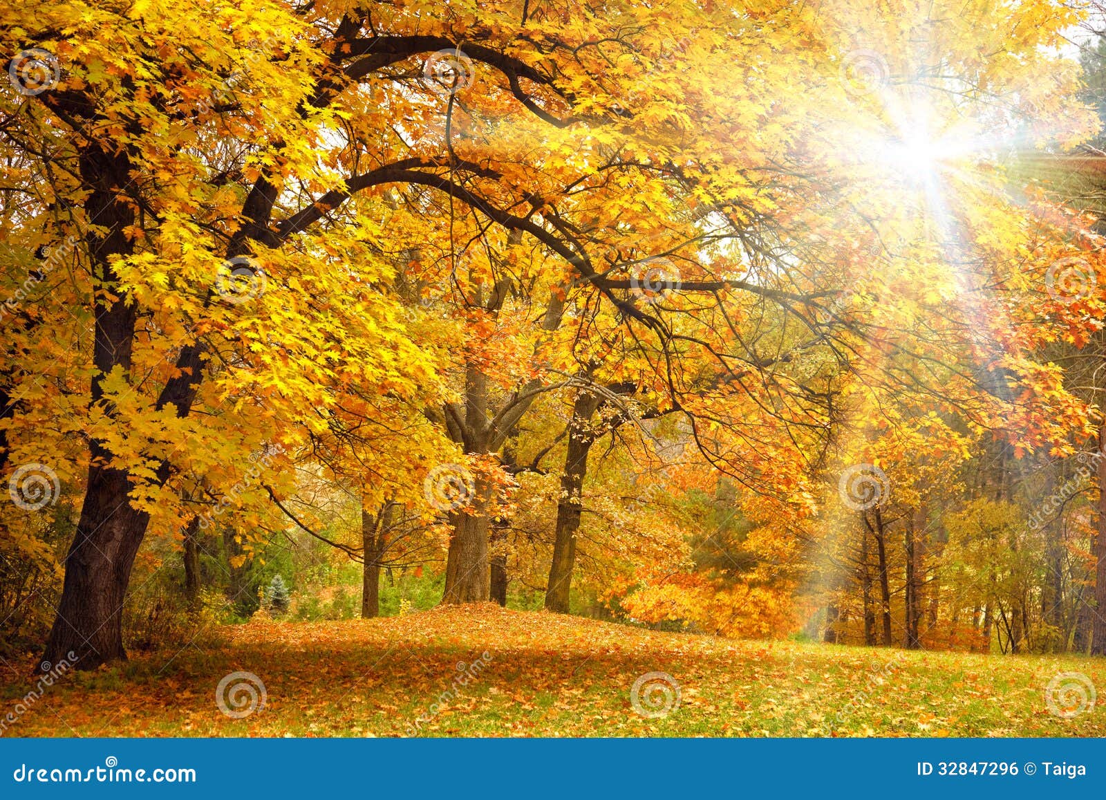 Gold Autumn with Sunlight / Beautiful Trees in the Forest Stock Photo ...