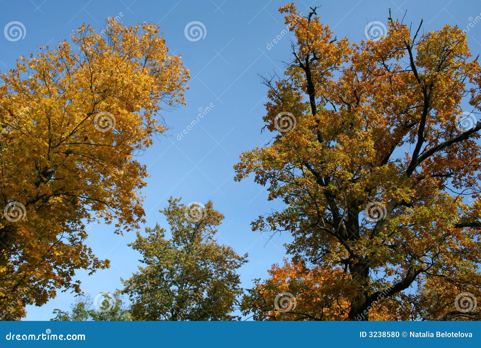 Gold autumn trees with sky stock photo. Image of golden - 3238580
