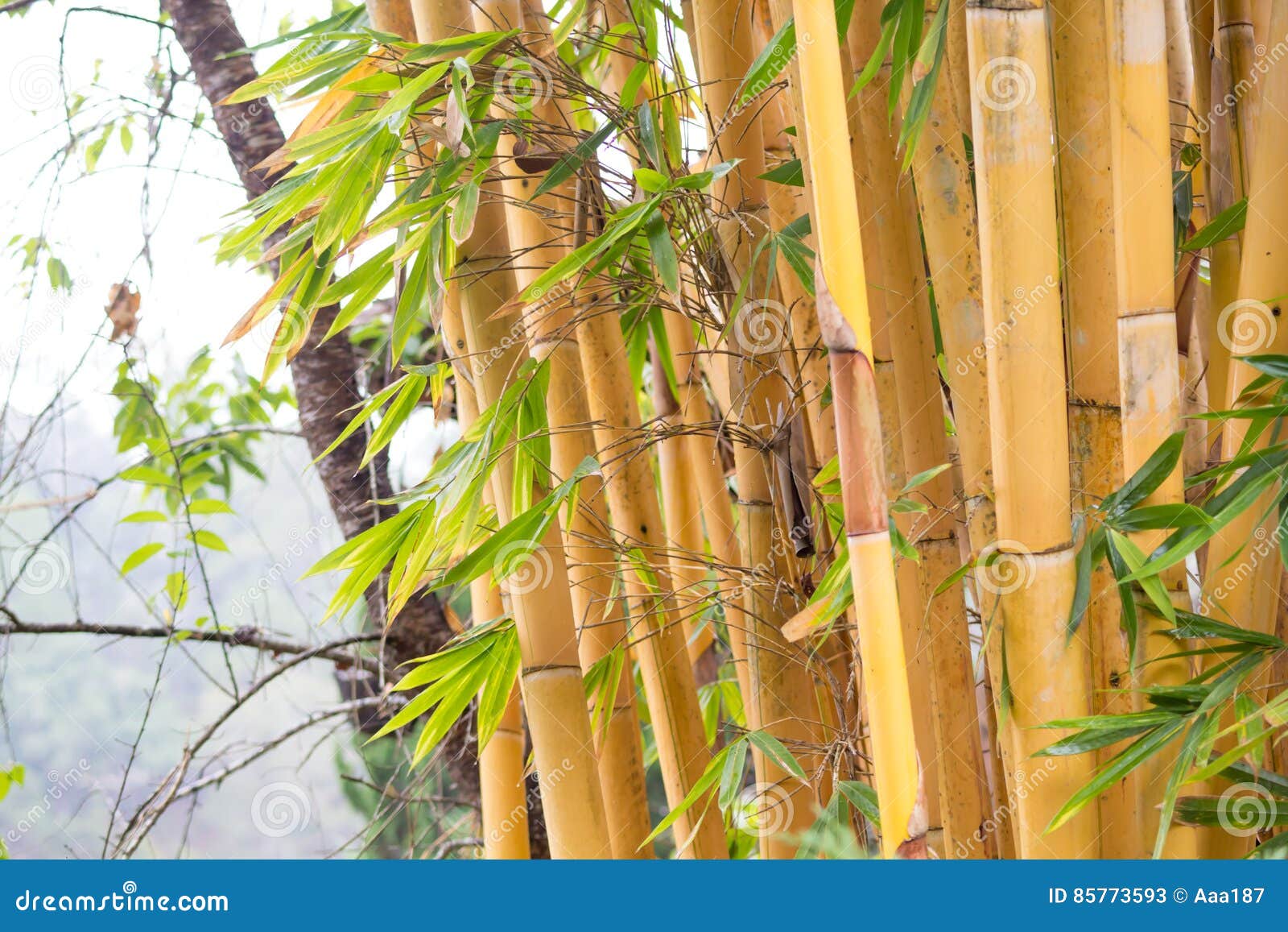Bamboo Trunk Texture Royalty-Free Stock Image | CartoonDealer.com #66321142
