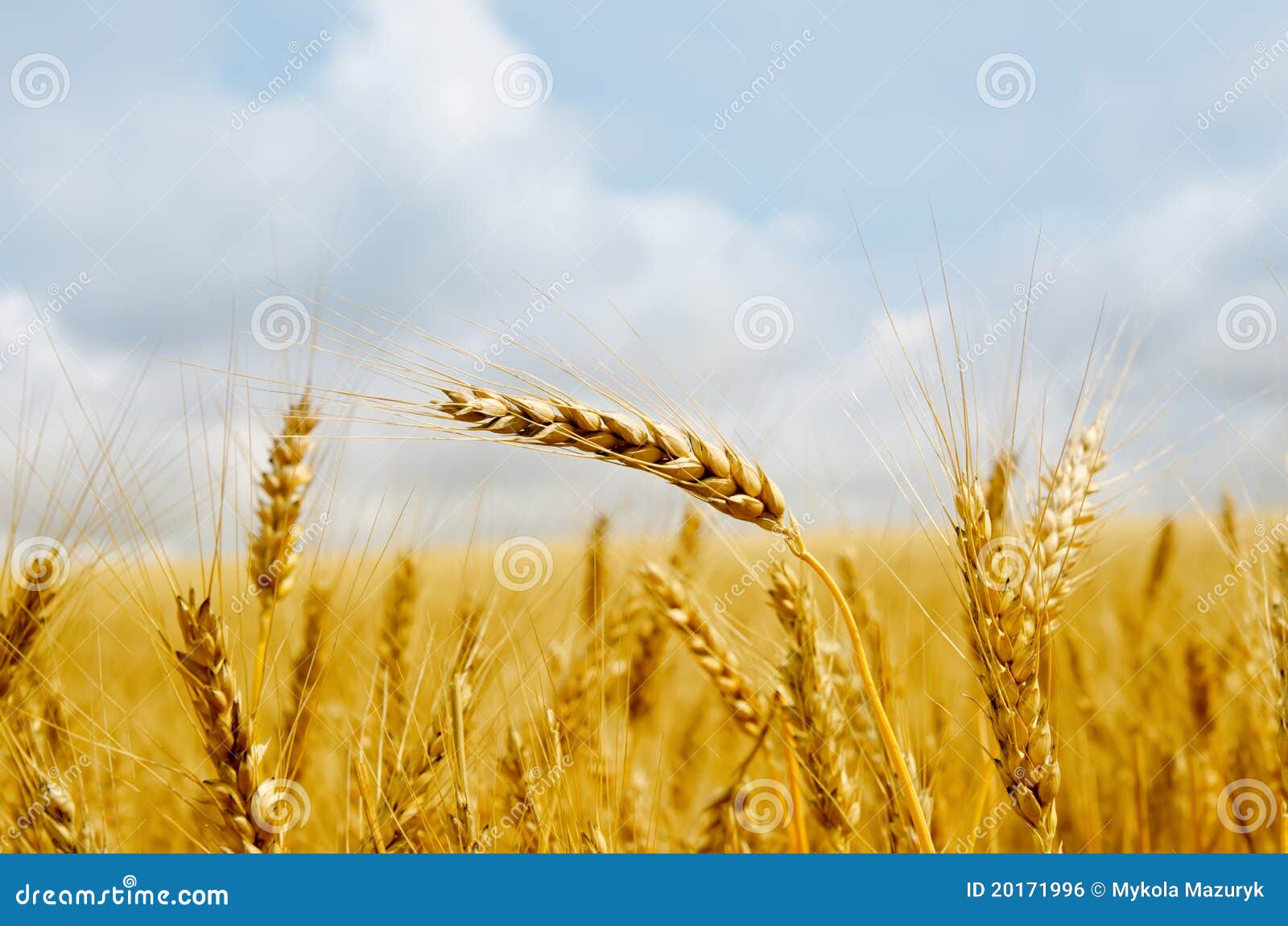 Gold barley stock photo. Image of gold, natural, cultivate - 20171996