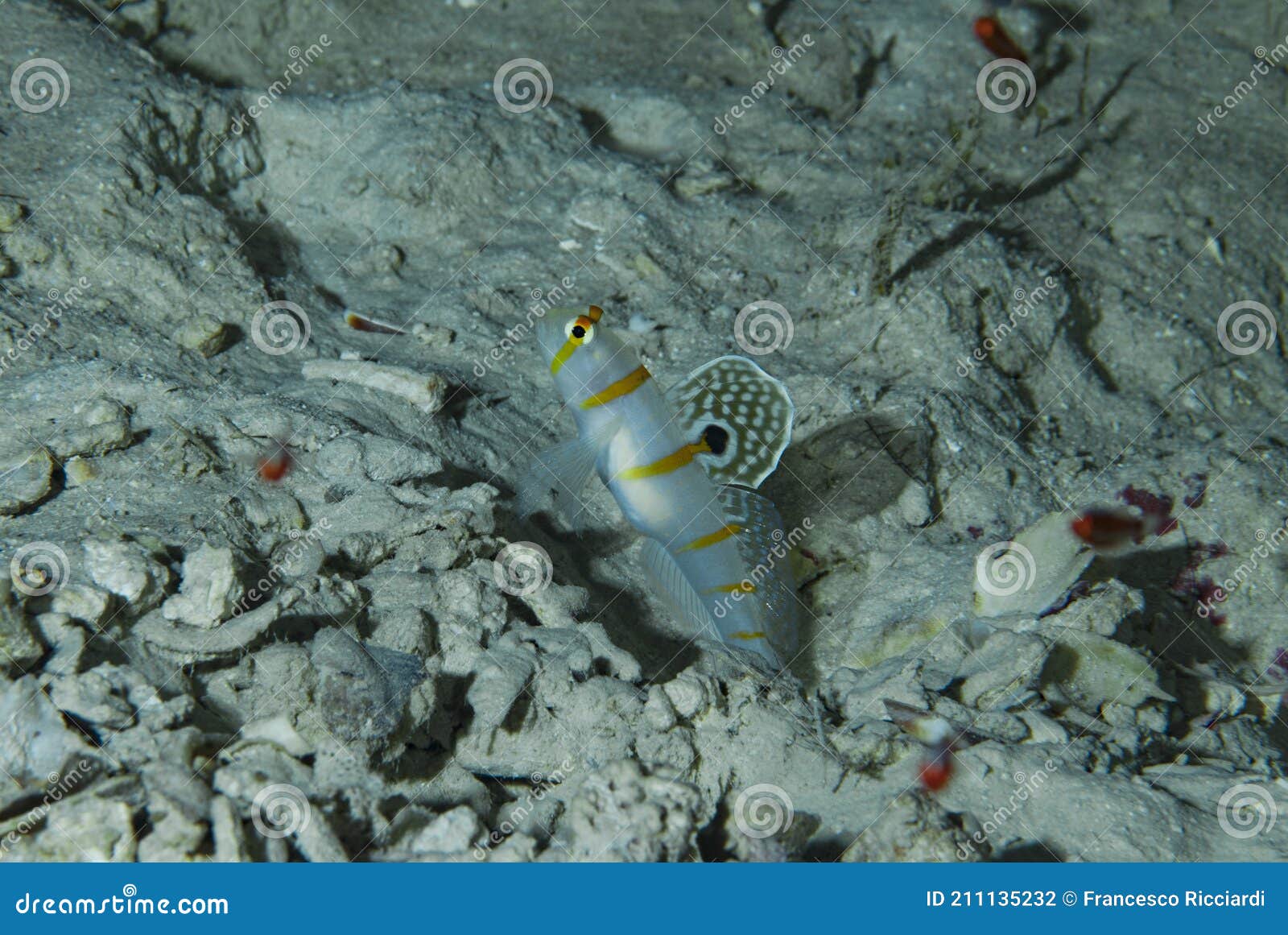 Gold-barred Shrimp Goby Amblyeleotris Randalli Stock Photo - Image of ...