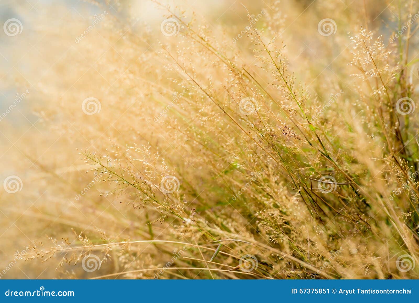 Gold beard grass flower stock image. Image of macro, life - 67375851