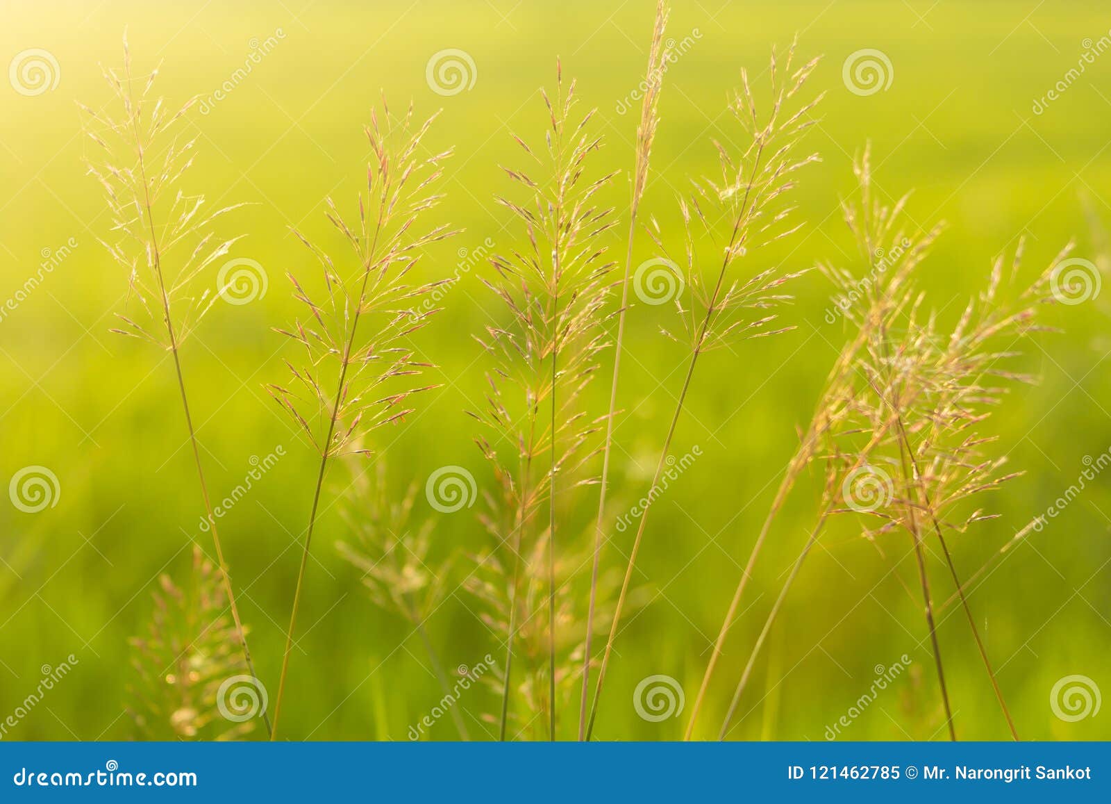 Gold beard grass stock image. Image of color, outdoor - 121462785