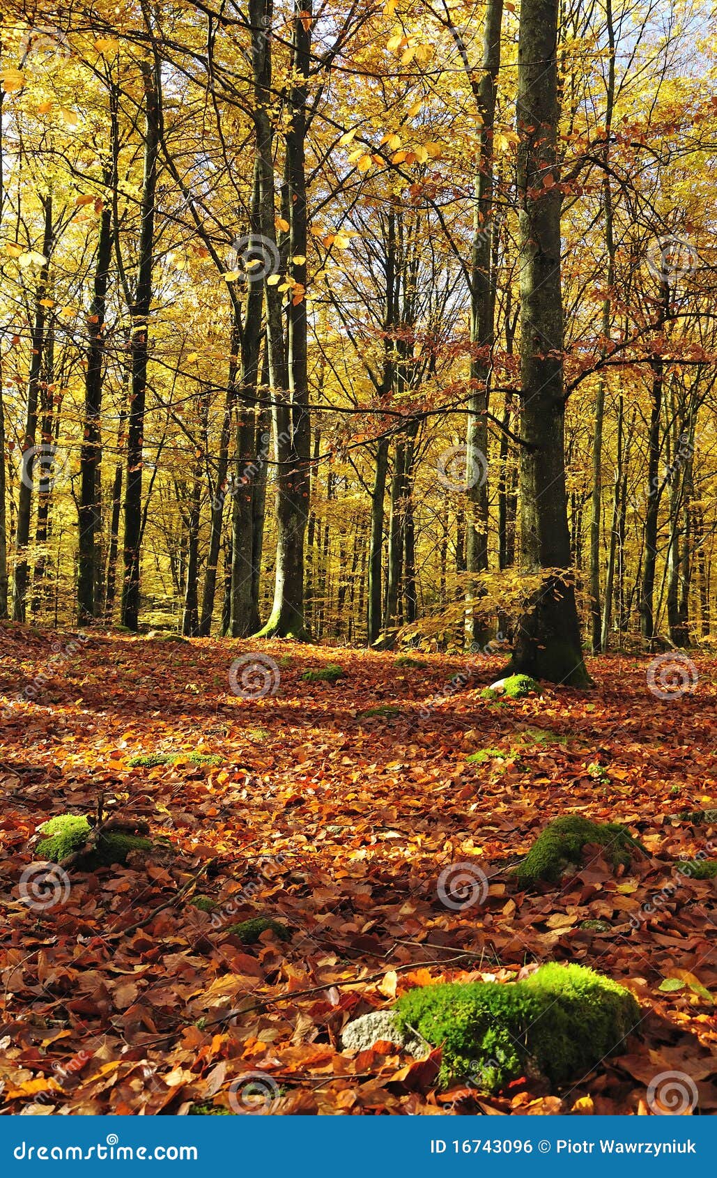 Gold beech forest stock photo. Image of mist, misty, natural - 16743096