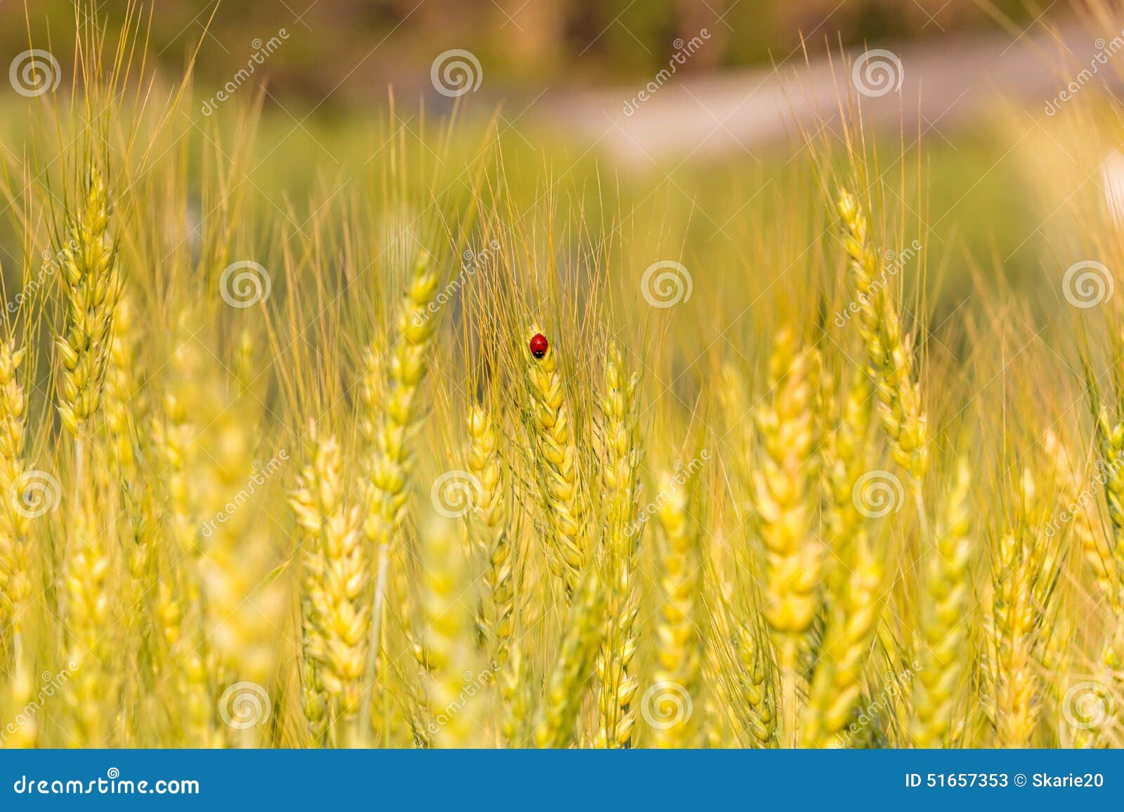 Gold Bug Beetle Insect Insects Royalty-Free Stock Image | CartoonDealer ...