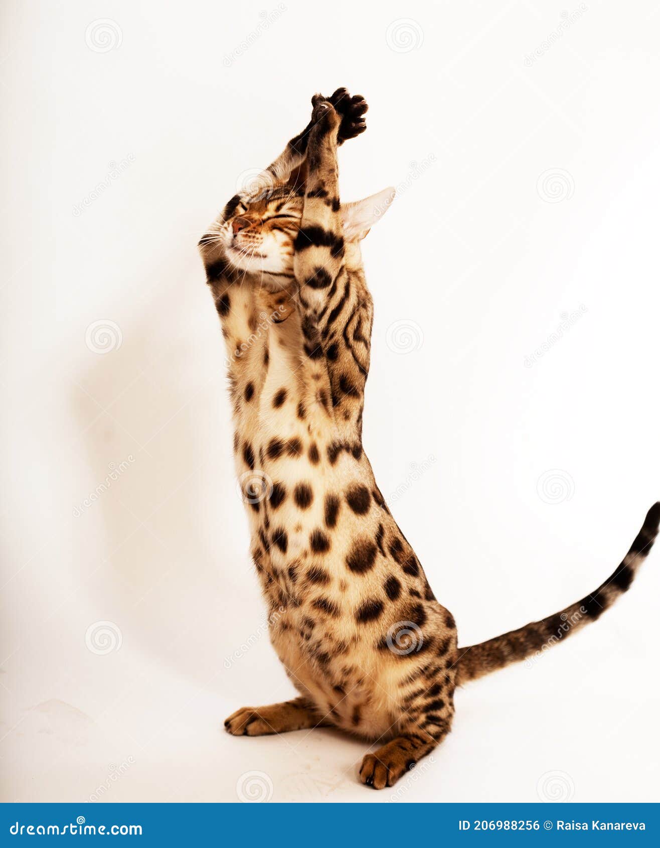 Gold Bengal Cat Standing Rearing Up on Support and Looking Up Stock ...