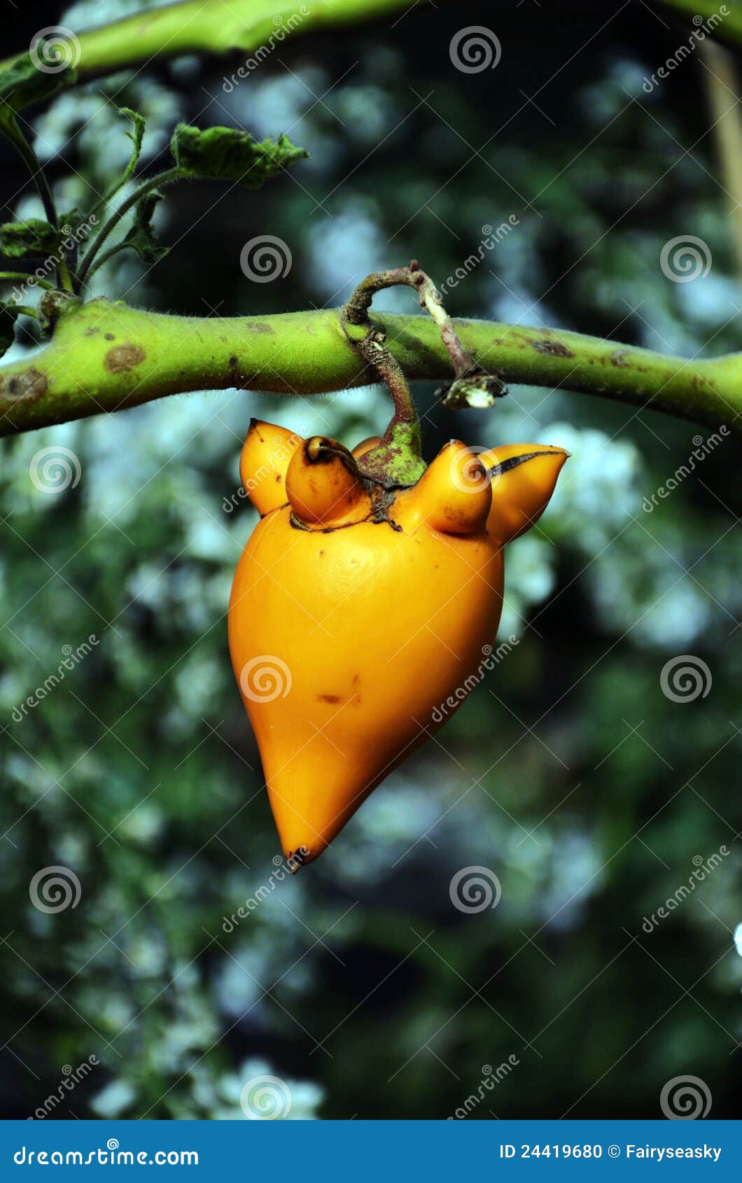 Gold Berry stock photo. Image of golden, plant, mamma - 24419680