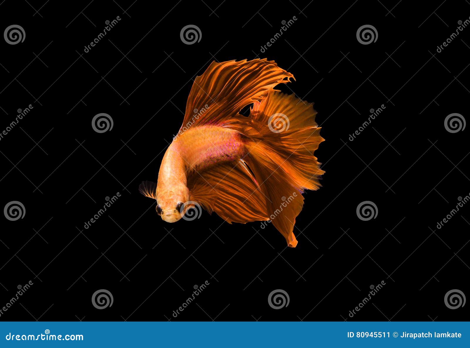 Gold Betta fish stock image. Image of beautiful, nature - 80945511