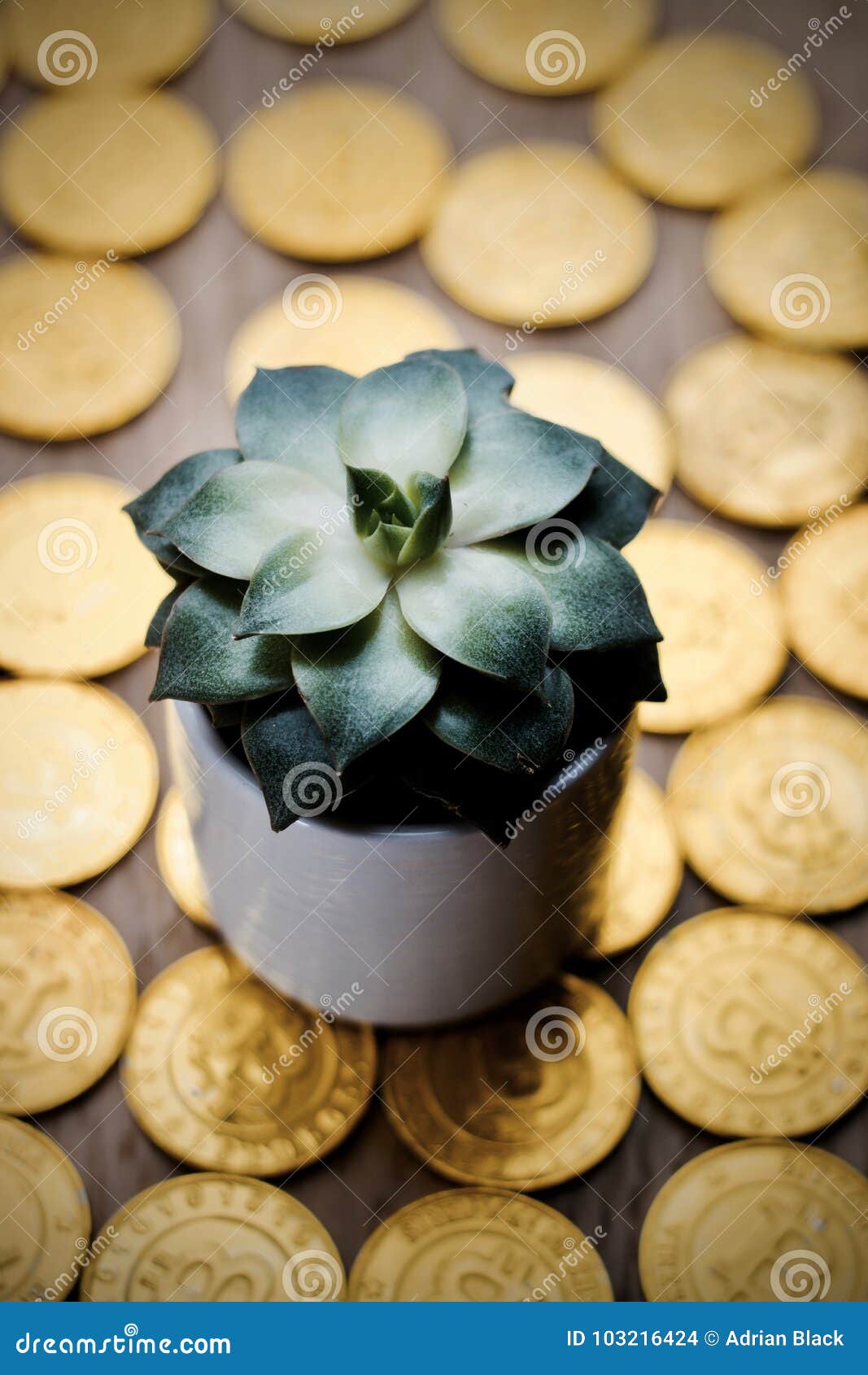 Gold bitcoin green flower stock photo. Image of security - 103216424