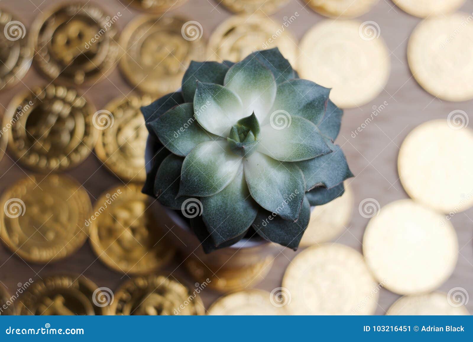 Gold bitcoin green flower stock image. Image of internet - 103216451