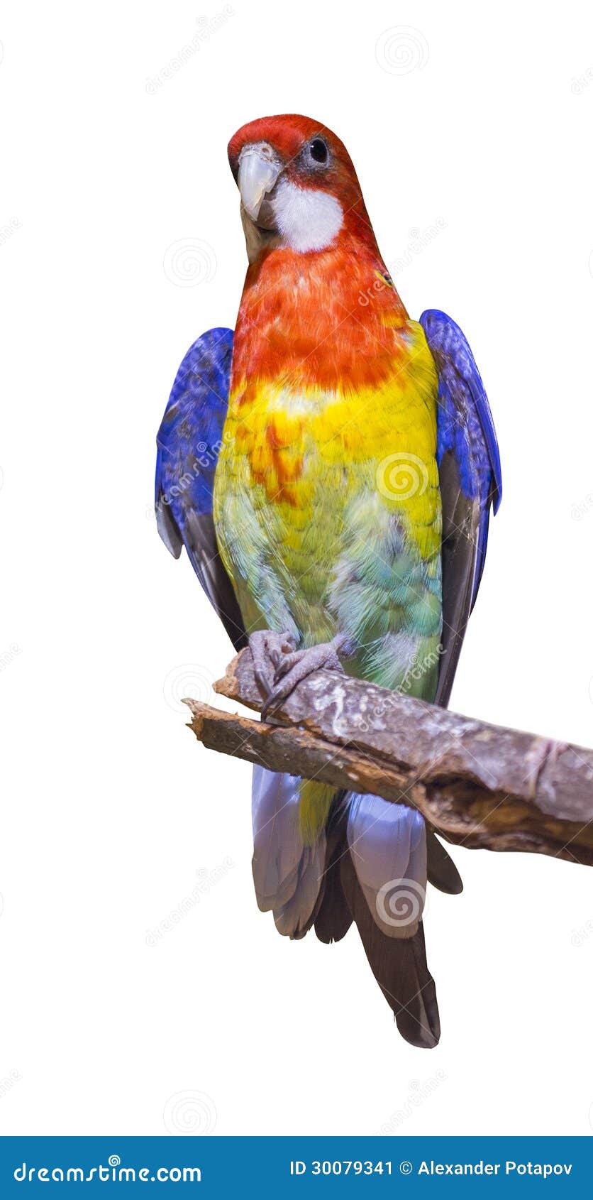 Gold, Blue and Red Parrot Isolated on White Stock Image - Image of ...