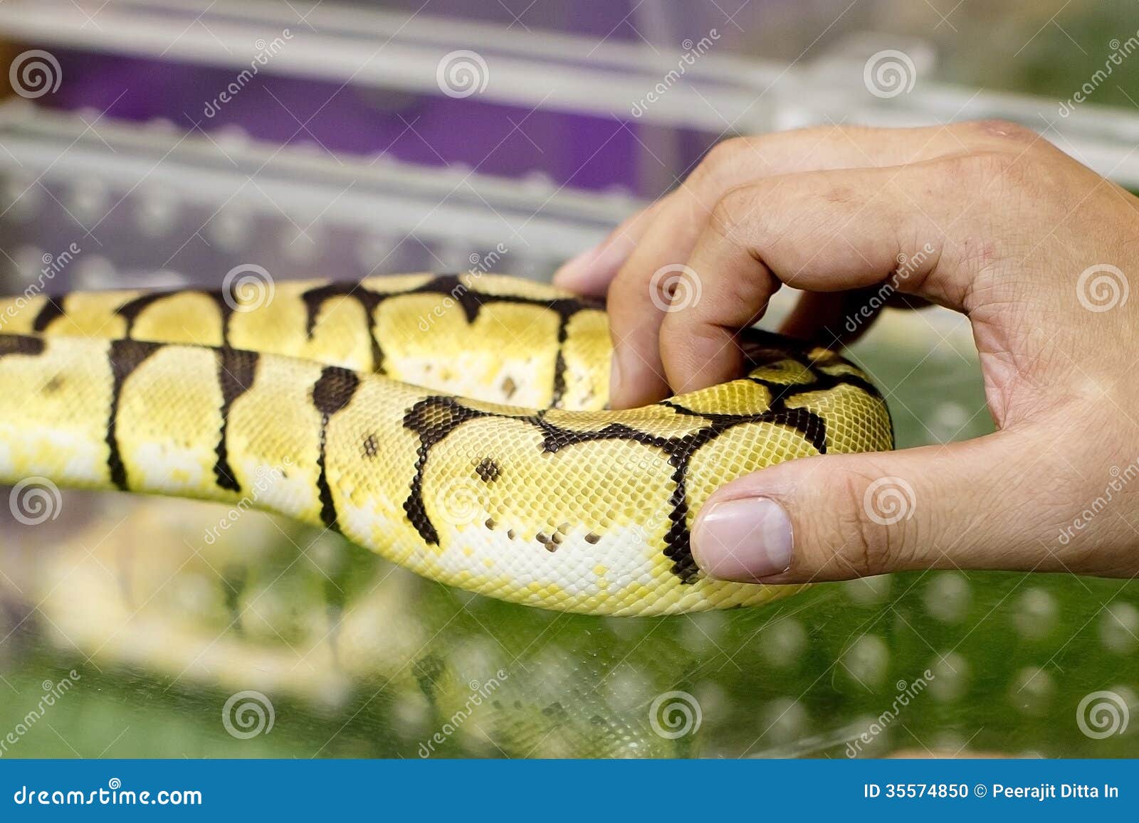 Gold boa in a human hands stock photo. Image of nature - 35574850