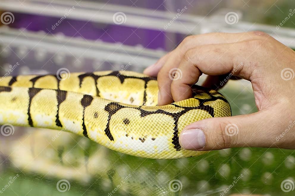 Gold boa in a human hands stock photo. Image of nature - 35574850