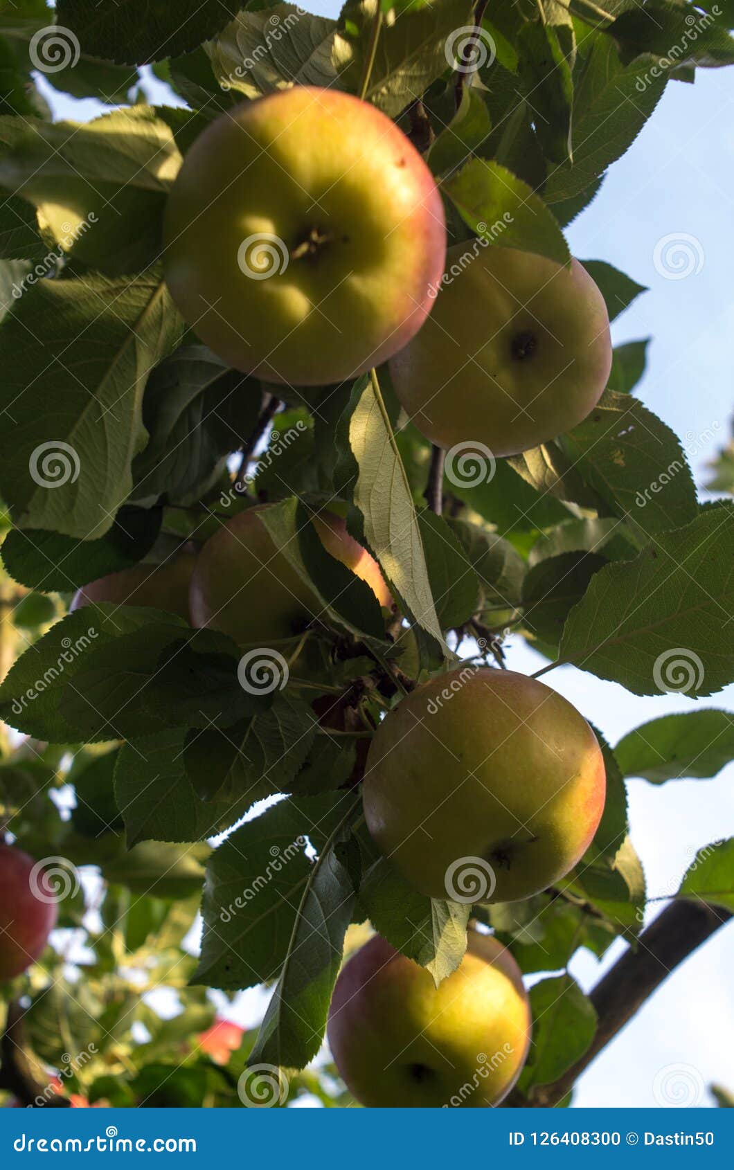 Gold Bohemia Apples stock photo. Image of nature, apples - 126408300