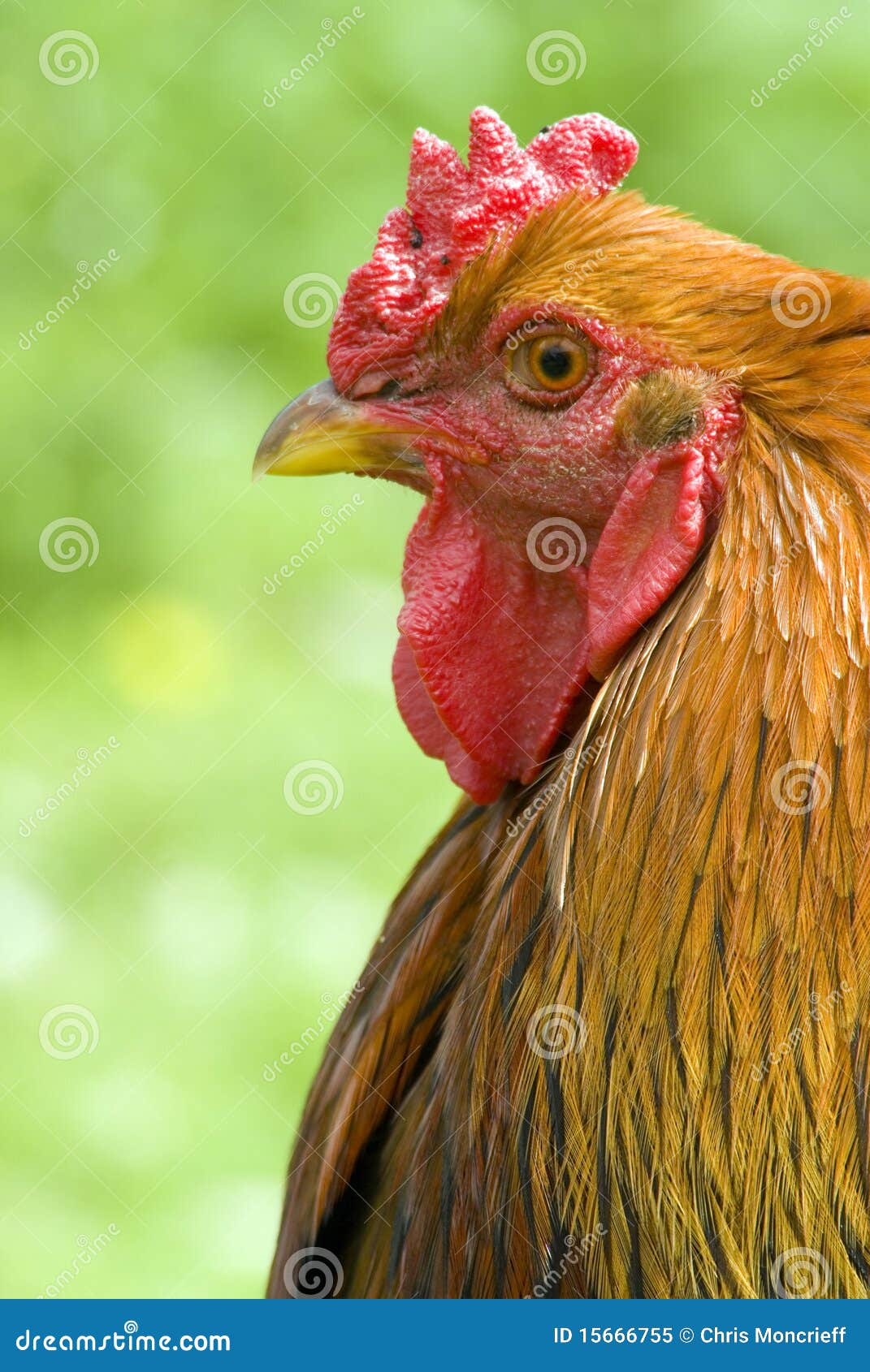 Gold Brahma Cockerel Royalty-Free Stock Photography | CartoonDealer.com ...