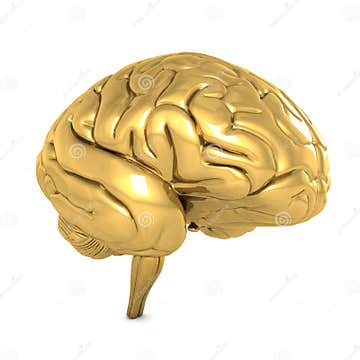 Gold Brain Isolated on White Stock Illustration - Illustration of ...