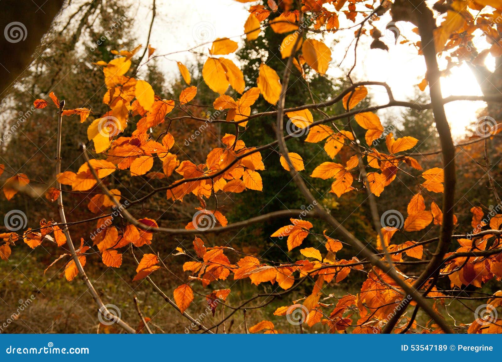 Gold branches stock image. Image of outdoors, lush, country - 53547189