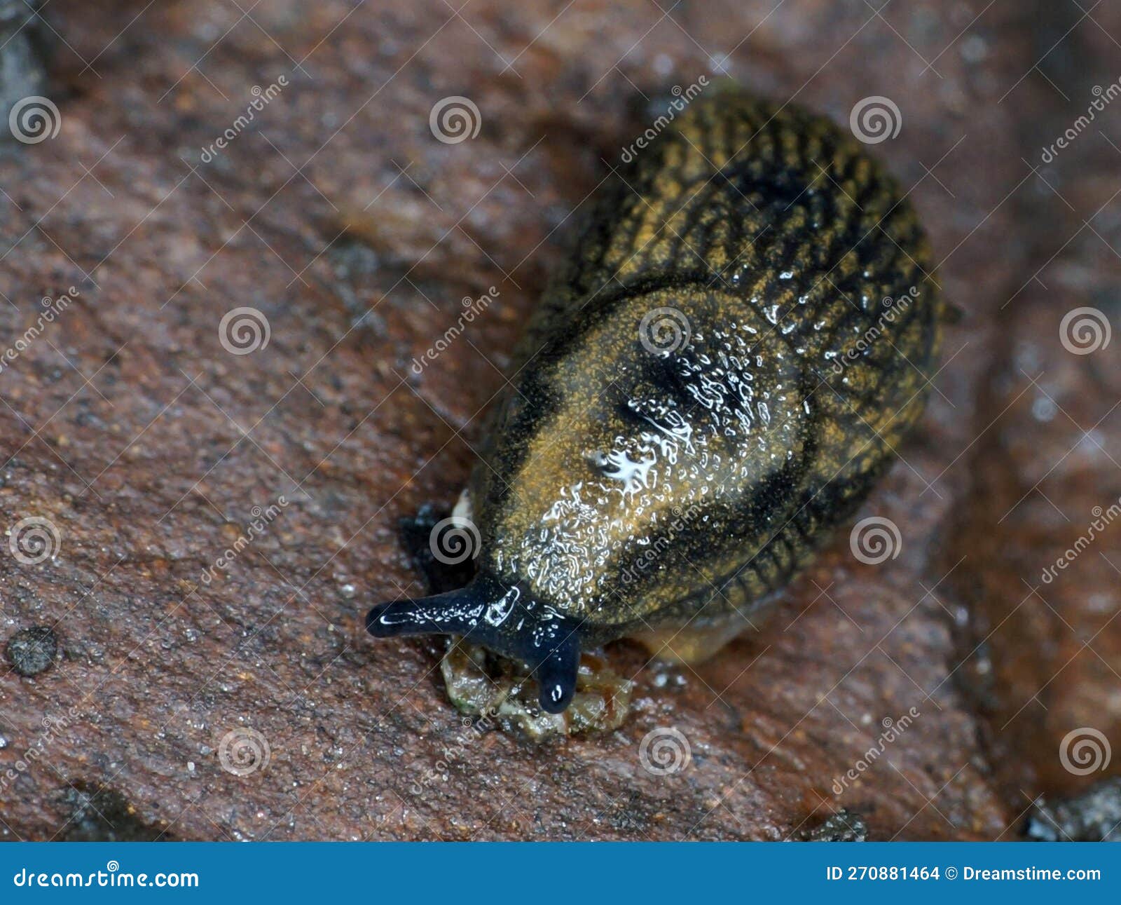 Gold and brown slug stock photo. Image of camera, gold - 270881464