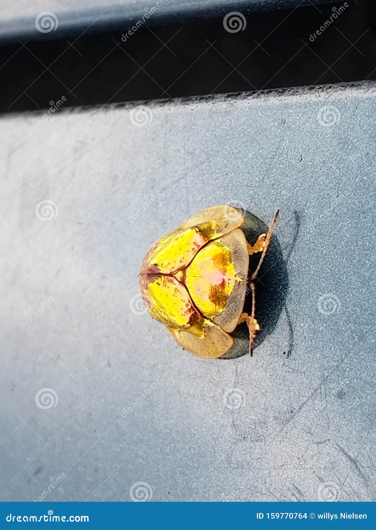 Gold Bug Beetle Insect Insects Stock Photo - Image of insect, beetle ...