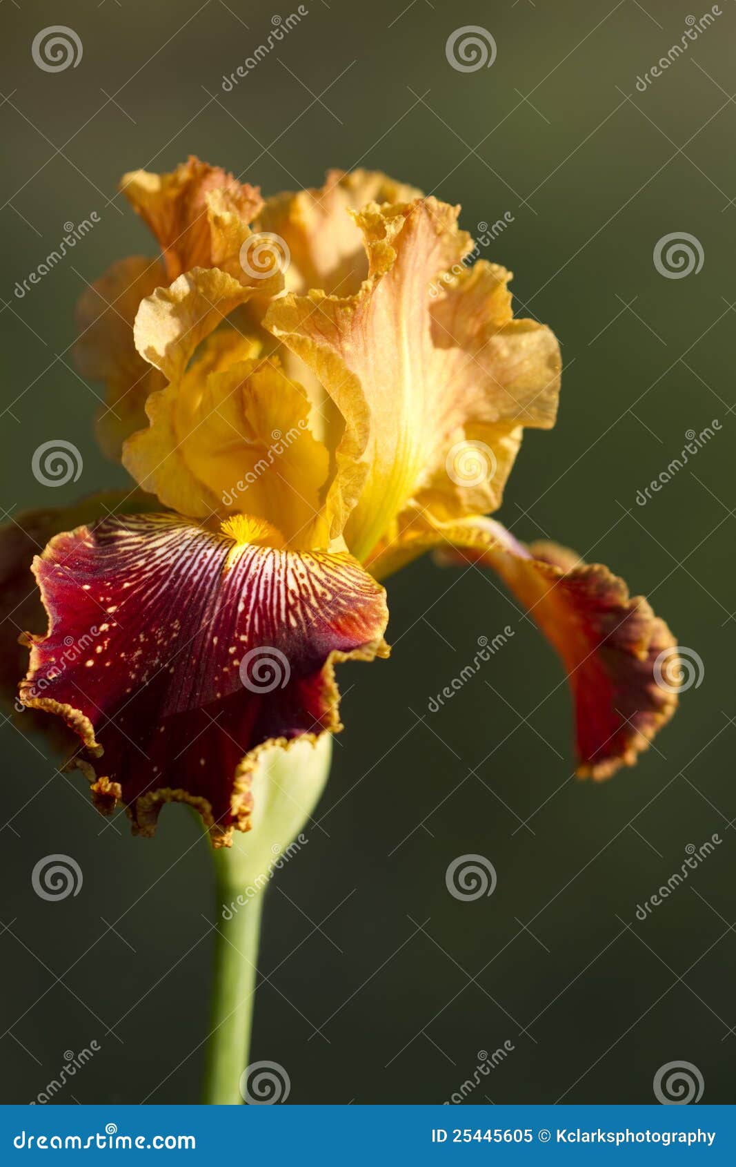 Gold and Burgundy German Tall Bearded Iris Stock Image - Image of iris ...