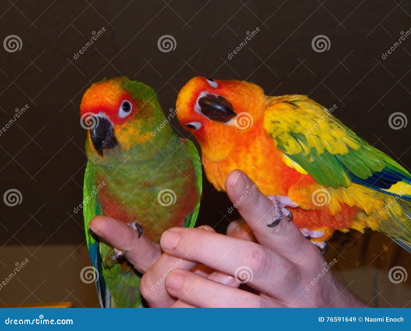 Gold-capped and sun conure stock image. Image of gold - 76591649