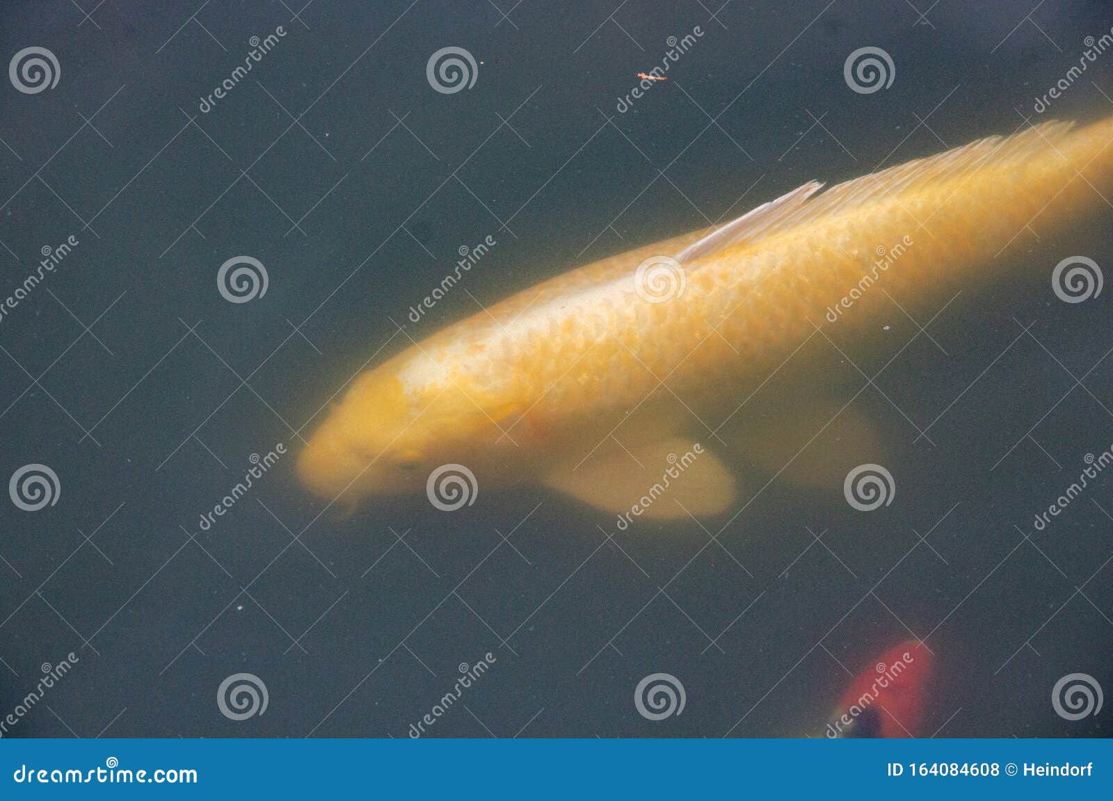 A Gold Carp in a Small Fish Pond Stock Photo - Image of water ...