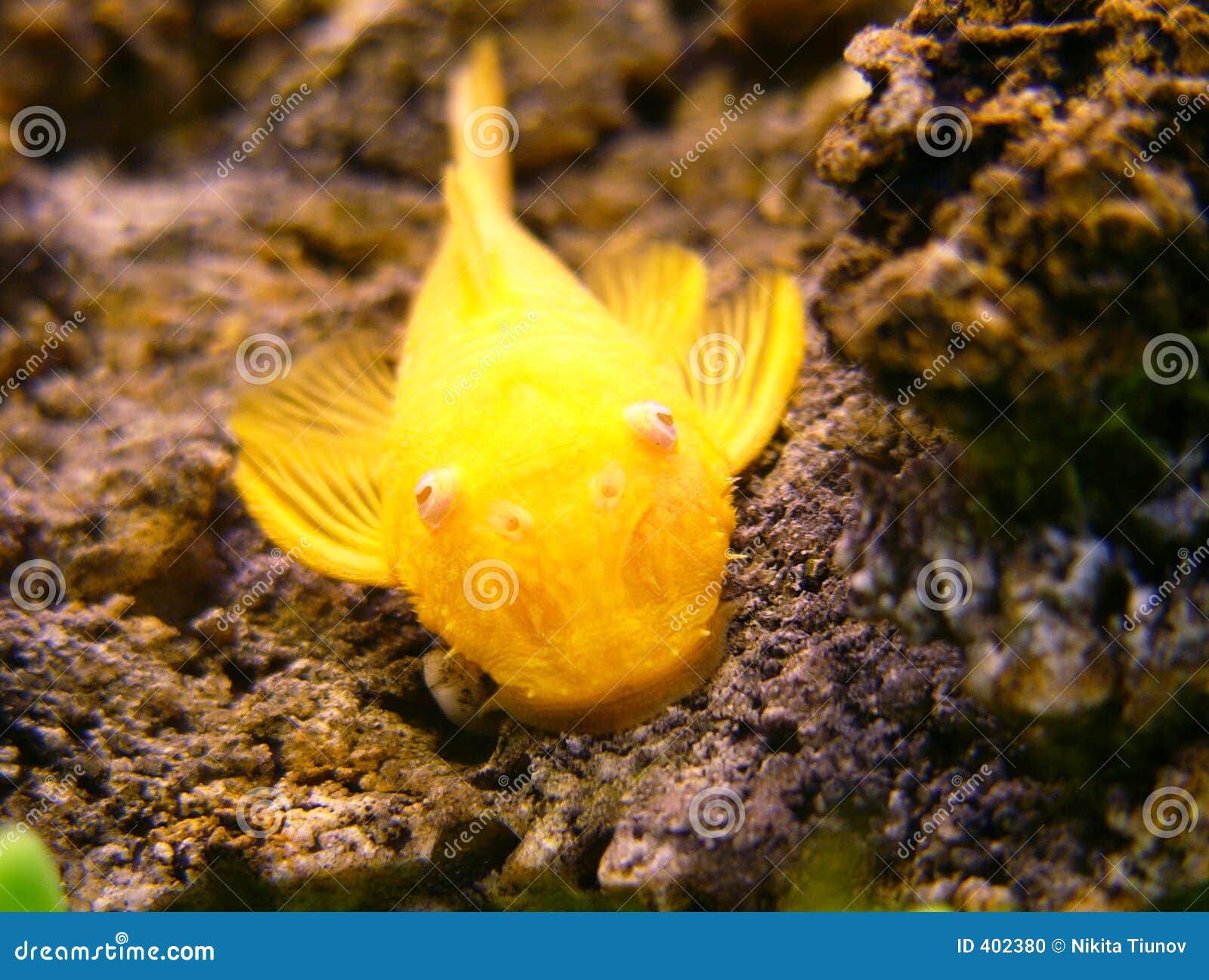 Gold catfish stock photo. Image of catfish, stare, aquarium - 402380