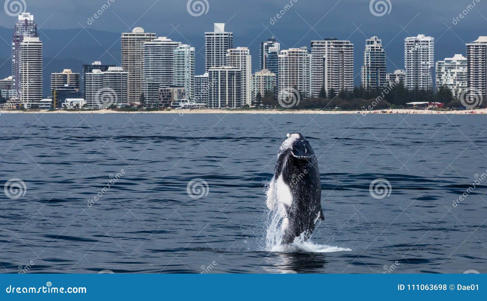 GOLD COAST, AUSTRALIA - OCTOBER 8, 2017: Minke Whale Calf Jumps Stock ... GOLD COAST, AUSTRALIA - OCTOBER 8, 2017: Minke Whale Calf Jumps Stock ...