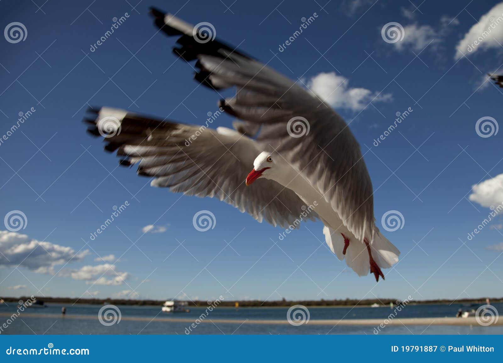 Gold coast seagull stock image. Image of wings, australia - 19791887