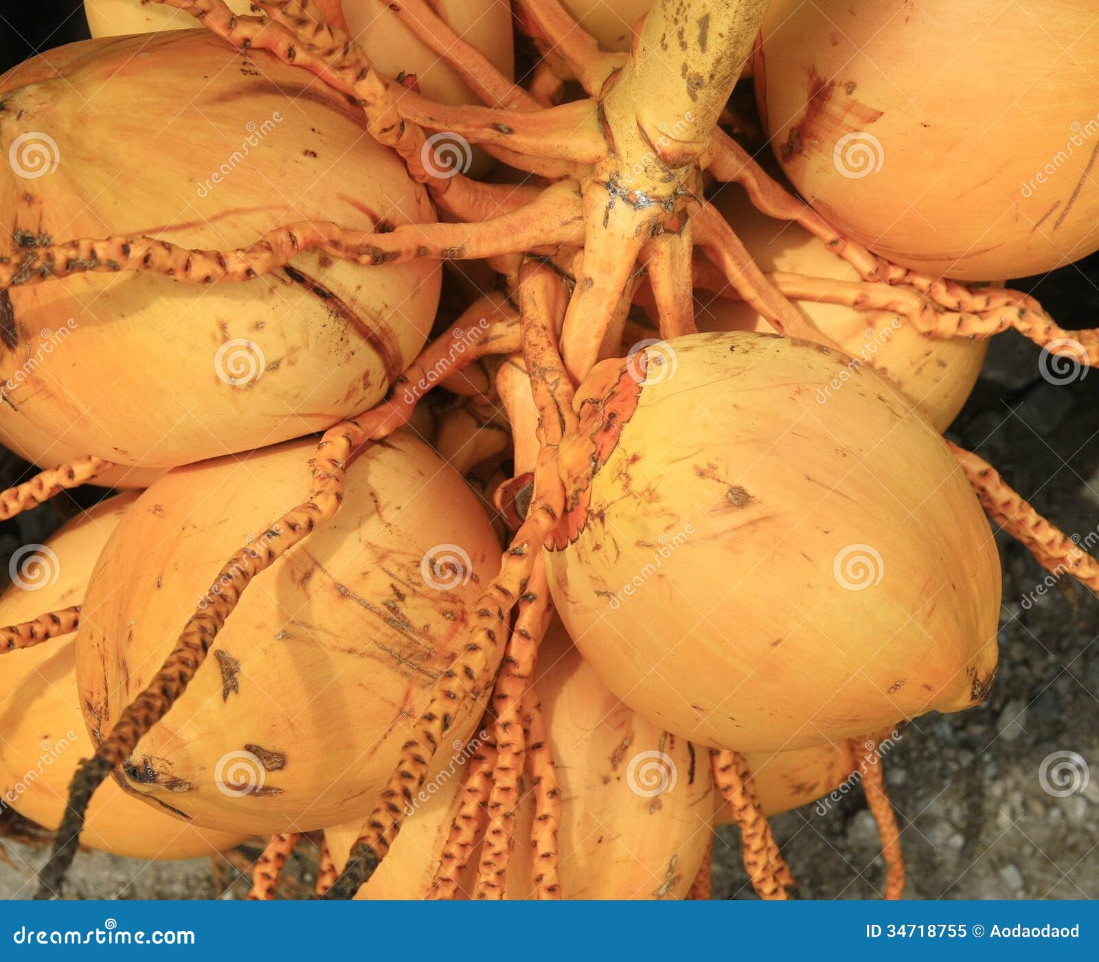 Gold coconut,fruit stock image. Image of food, endocarp - 34718755