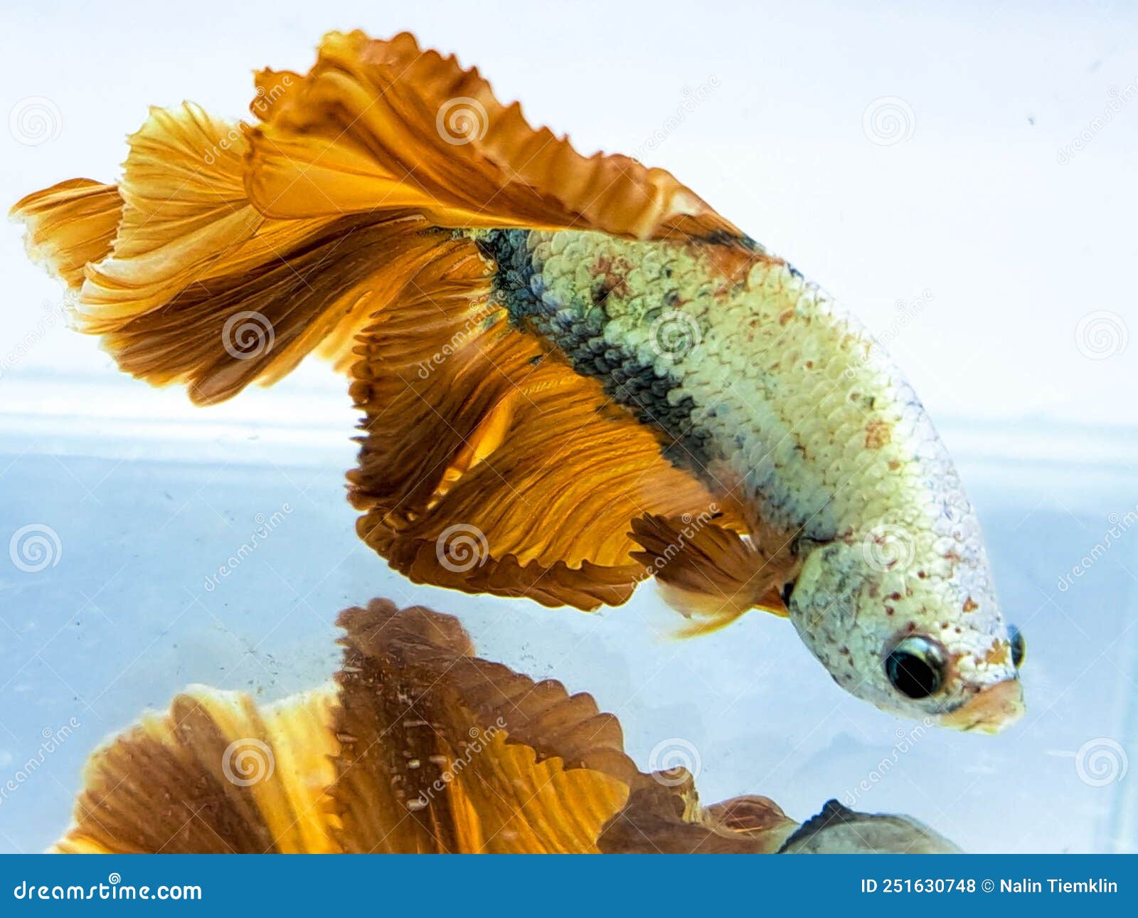 Gold color betta fish stock photo. Image of cuisine - 251630748